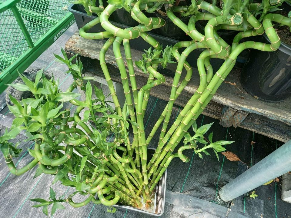 Curly lucky bamboo loose | Canberra Nursery & Garden Centre