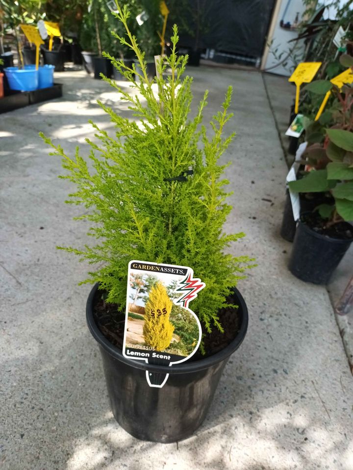 Lemon Scented Conifer in 200mm pot | Canberra Nursery & Garden Centre