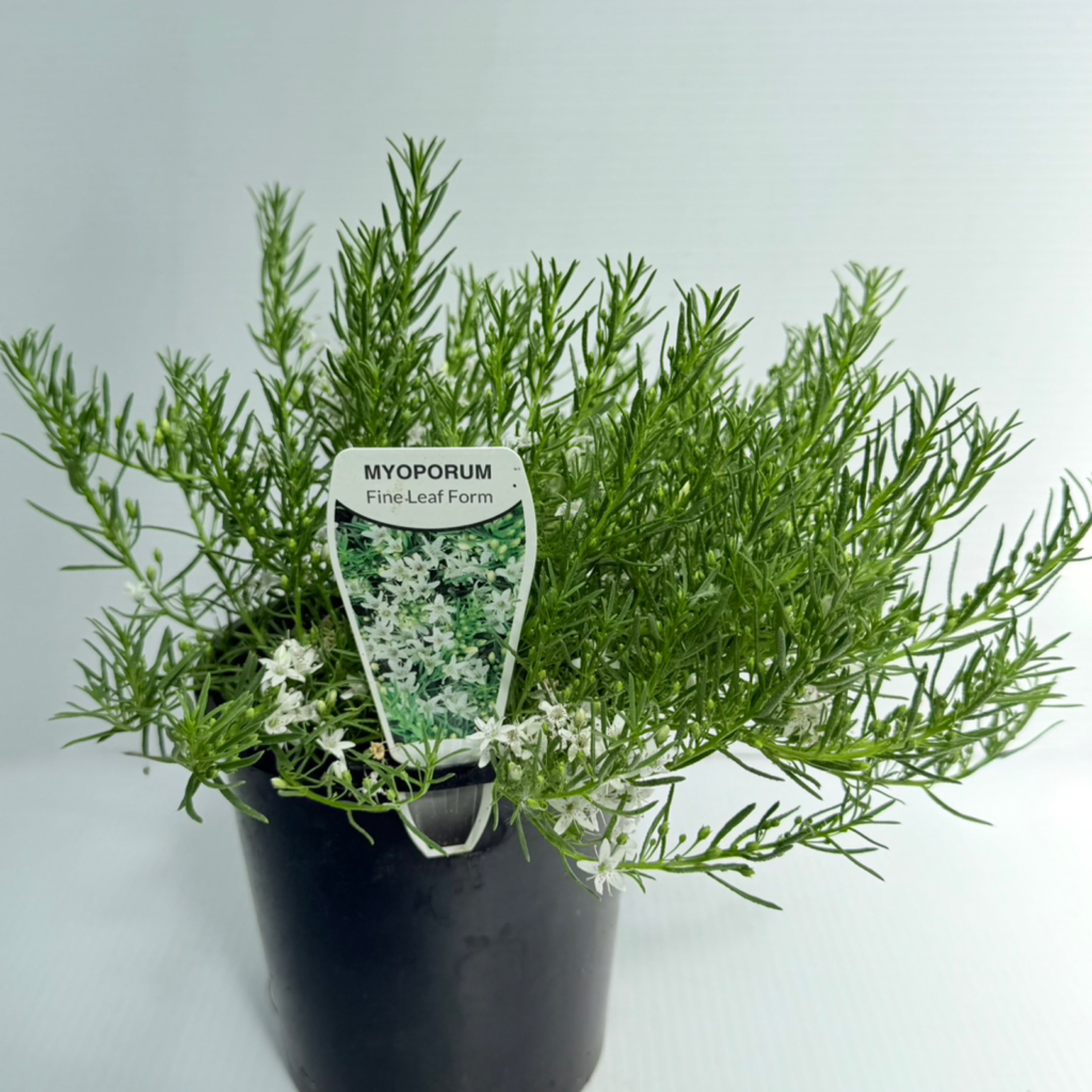 Myoporum Parvifolium | Fine Leaf form in 140mm Pot | Canberra Nursery ...