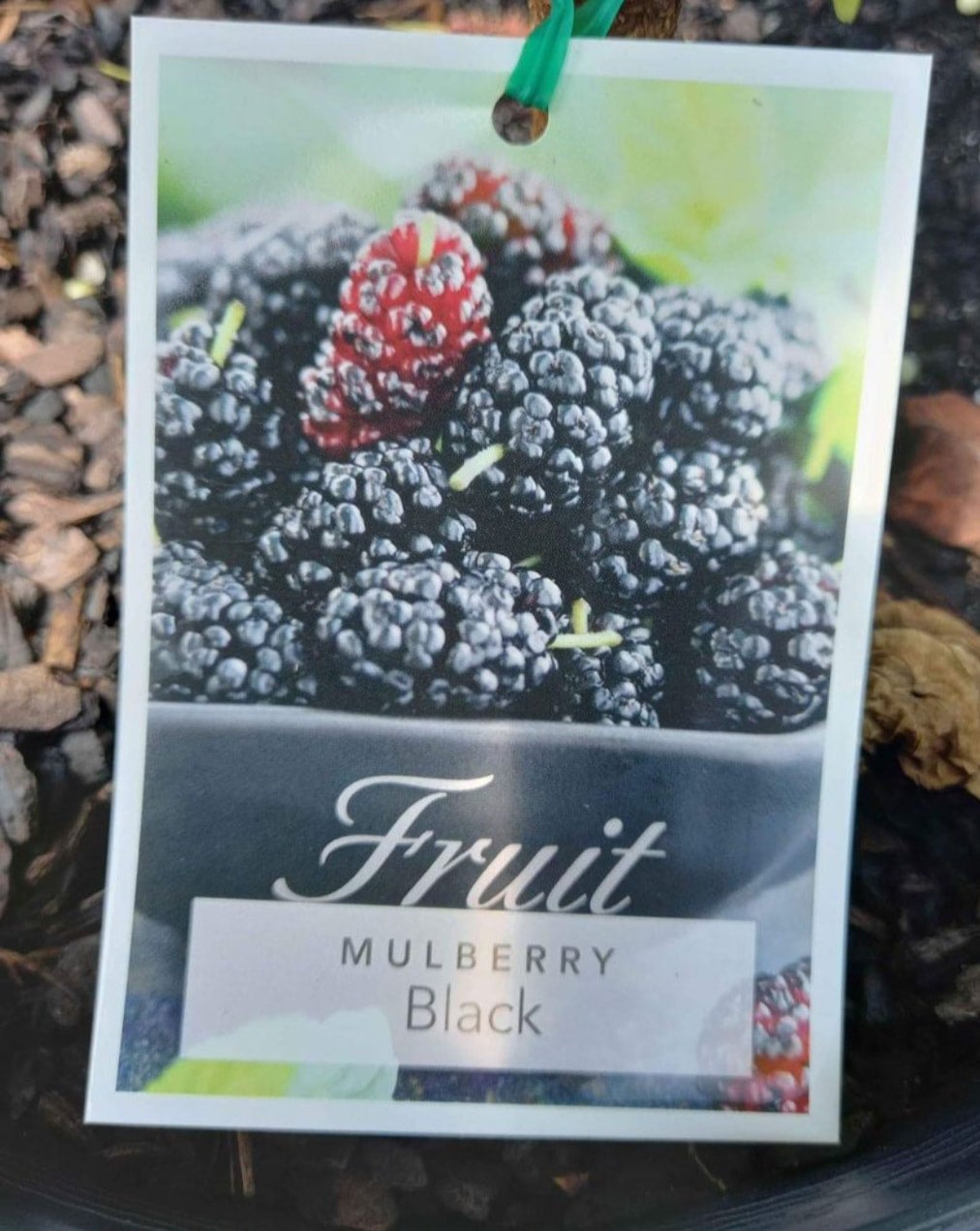 Mulberry (Black & White) in 250mm Pot | Canberra Nursery & Garden Centre