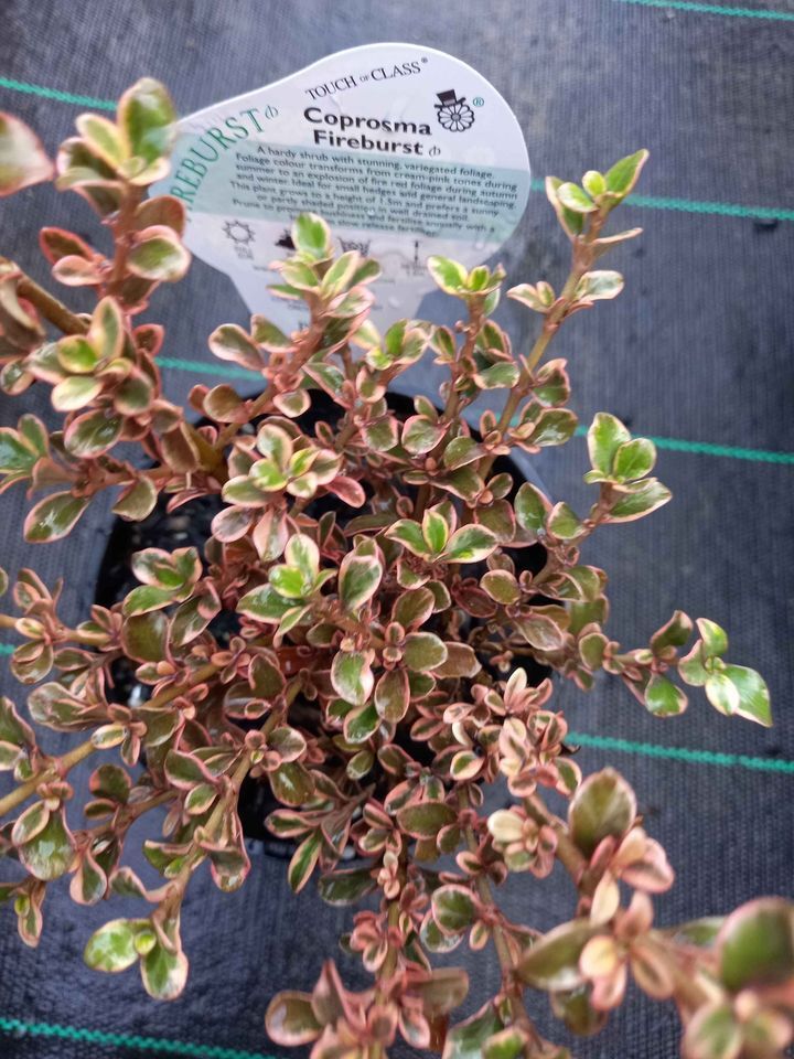 Fireburst Coprosma in 140mm Pot | Canberra Nursery & Garden Centre