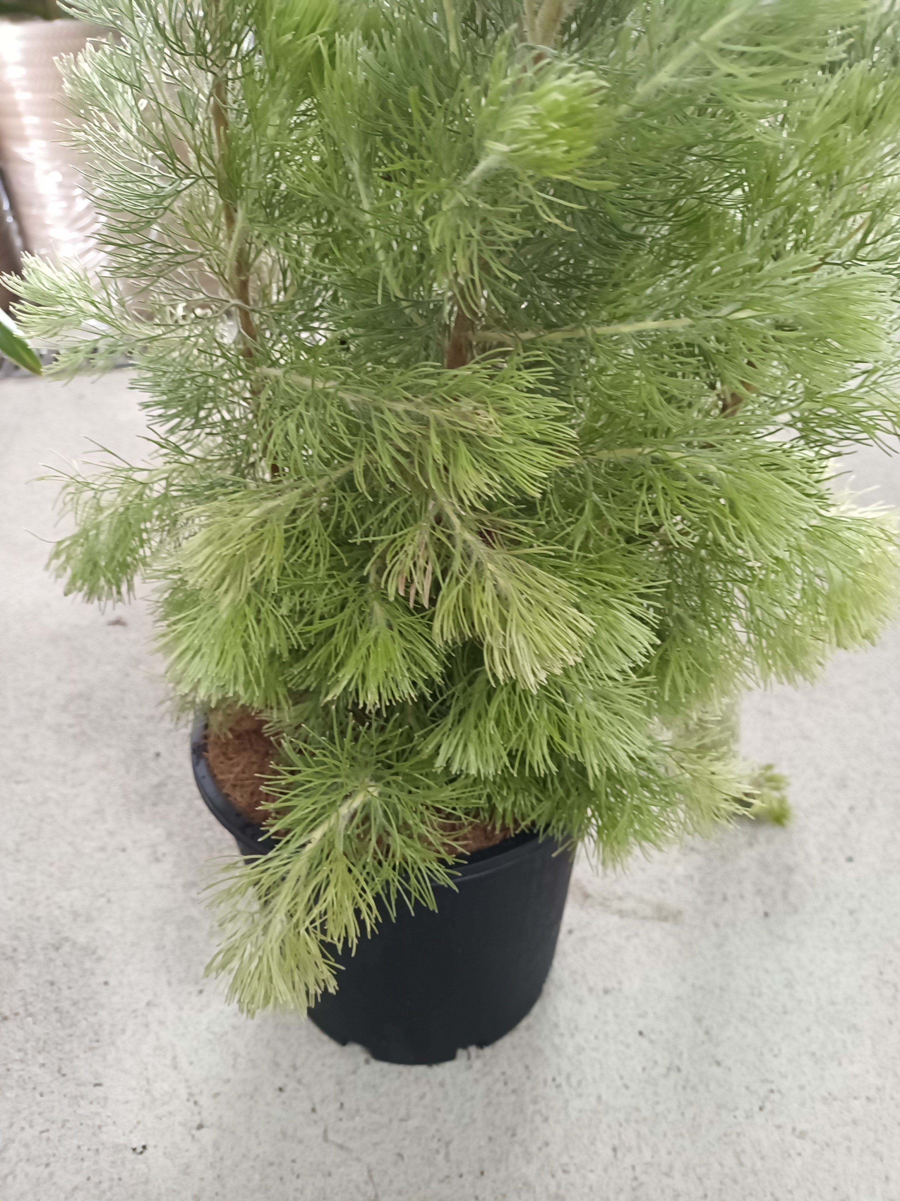 Woollybush(native) in 200mm Pot | Canberra Nursery & Garden Centre