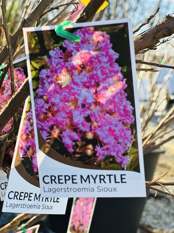 Crepe myrtle Sioux in 330mm pot | Canberra Nursery & Garden Centre