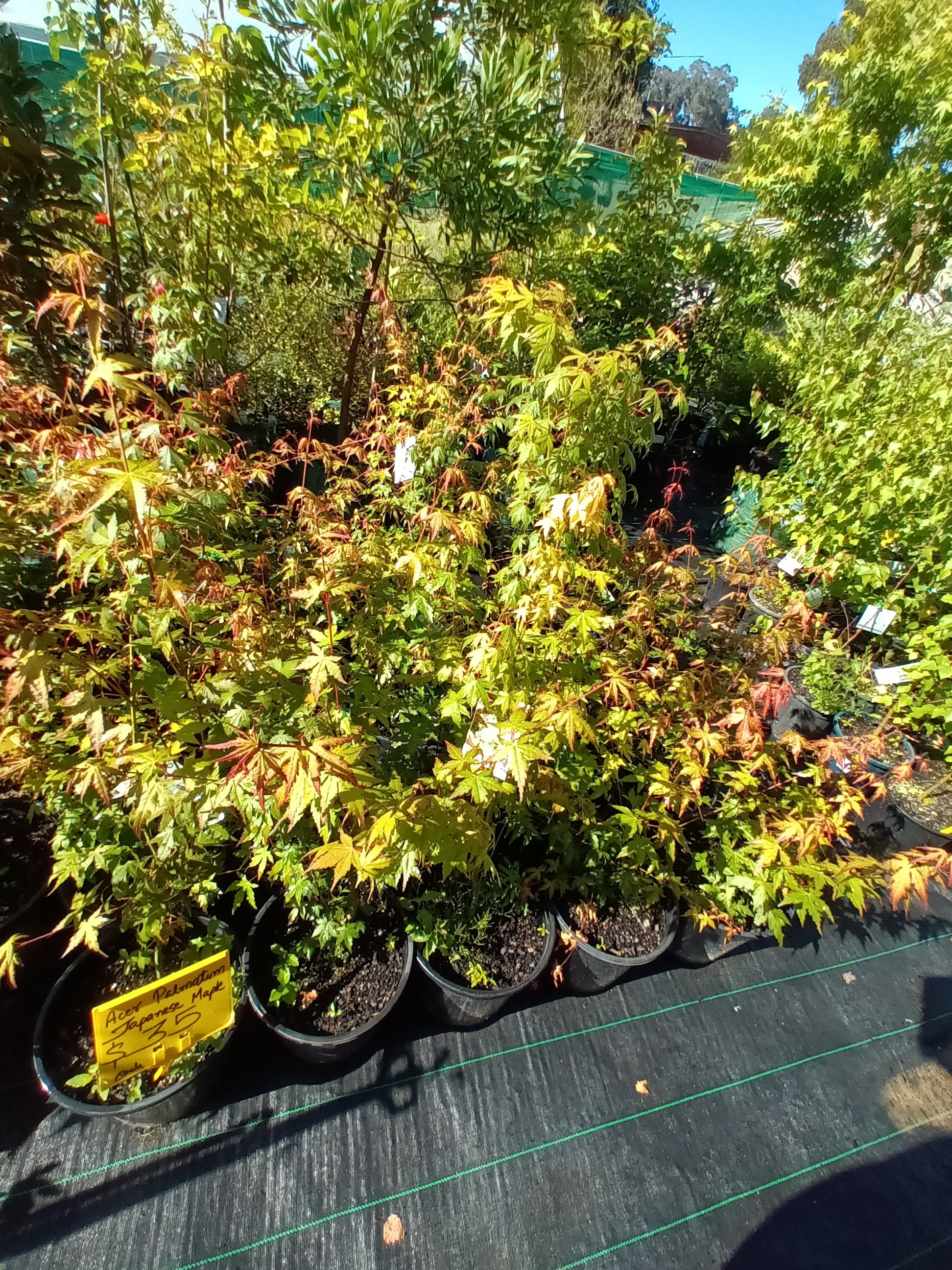 Acer palmatum Japanese maple | Canberra Nursery & Garden Centre