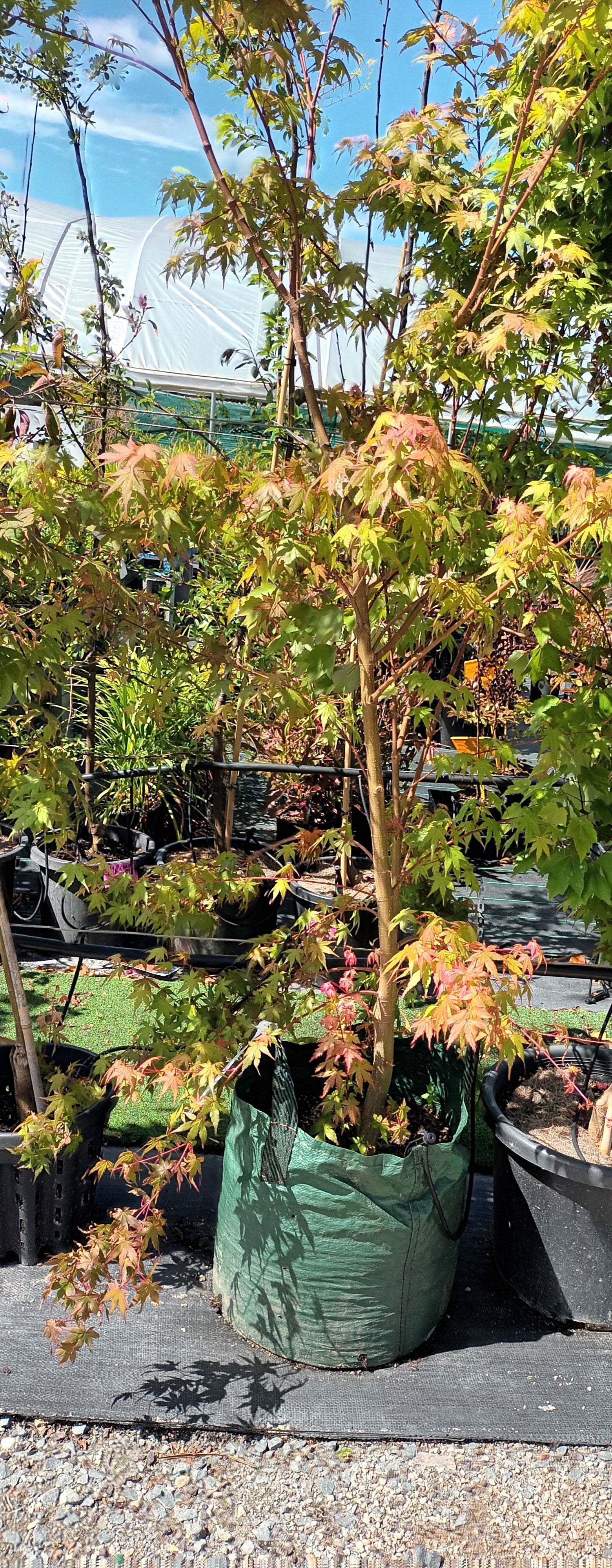 Acer Palmatum Japanese Maple 45L bag | Canberra Nursery & Garden Centre