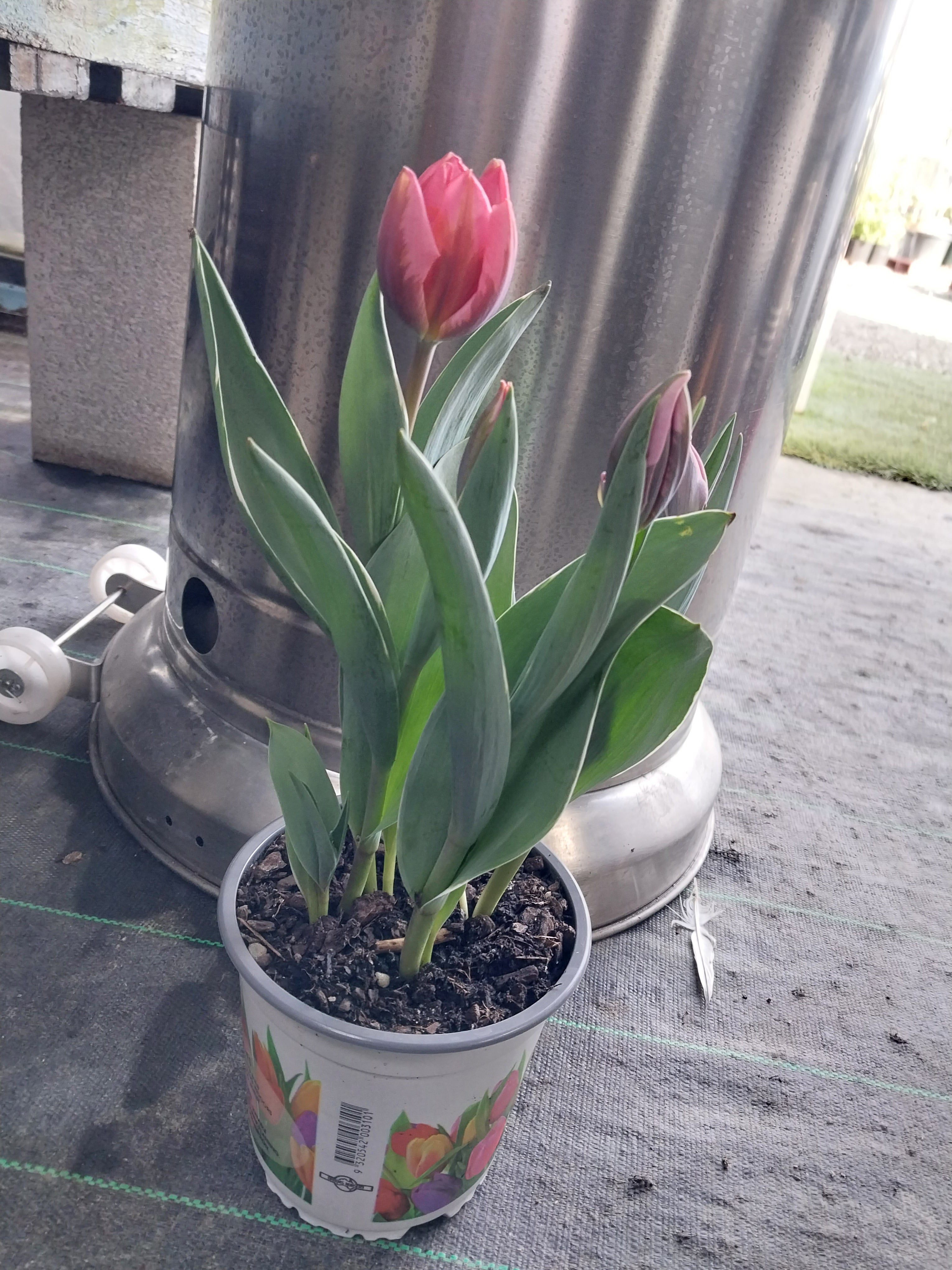 Tulip | Canberra Nursery & Garden Centre