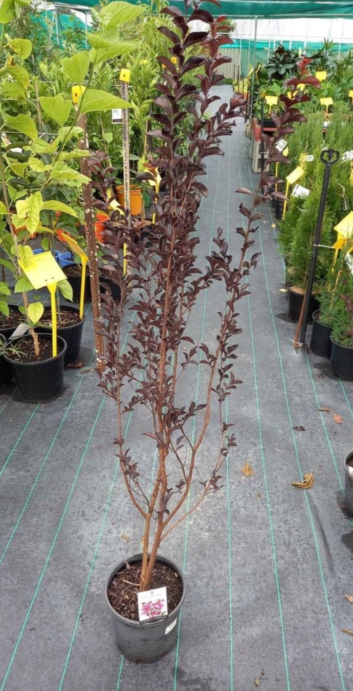 Crepe Myrtle Diamonds in the dark in 200mm Pot | Canberra Nursery ...