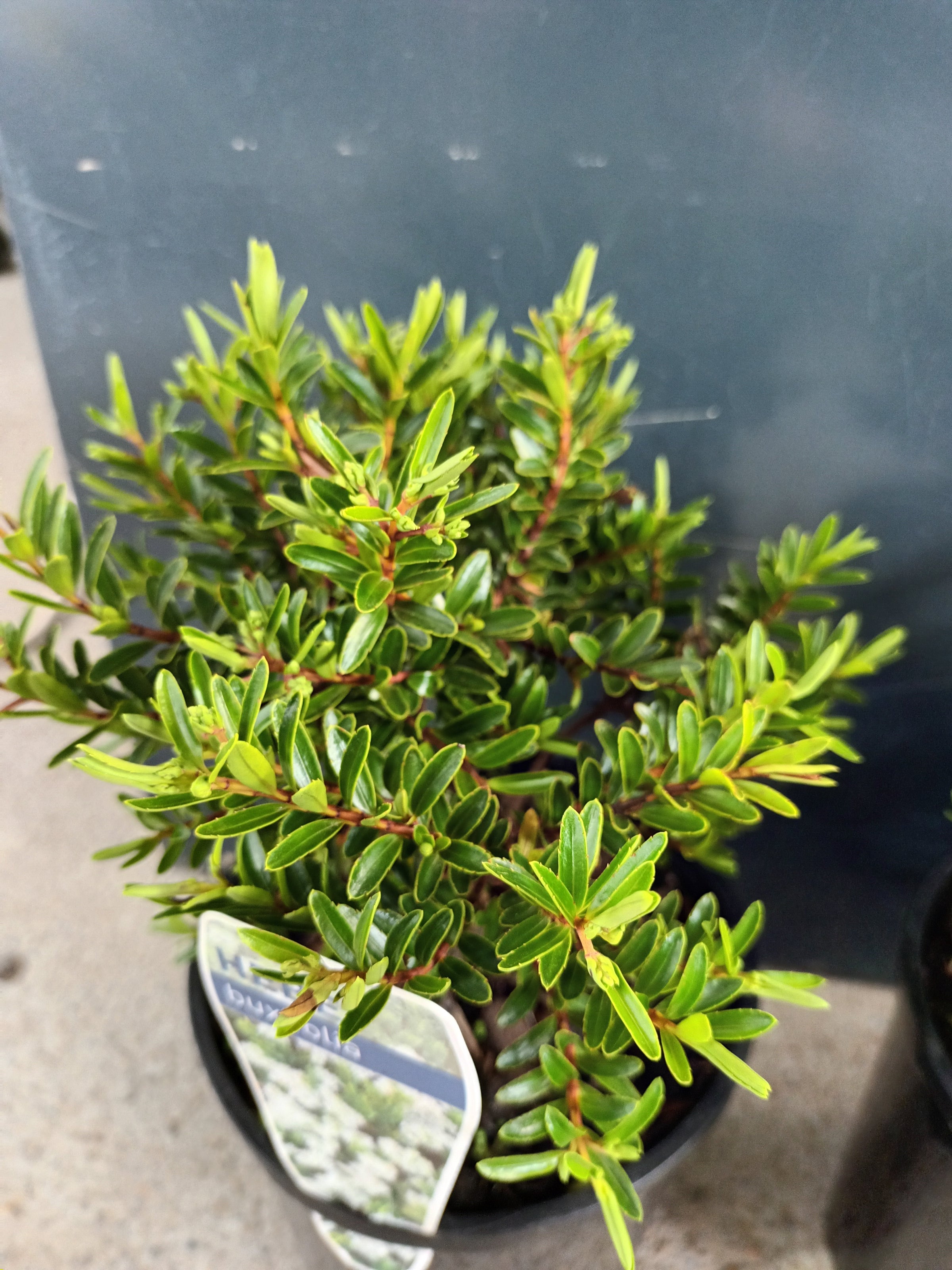 Hebe Buxifolia in 140mm Pot | Canberra Nursery & Garden Centre