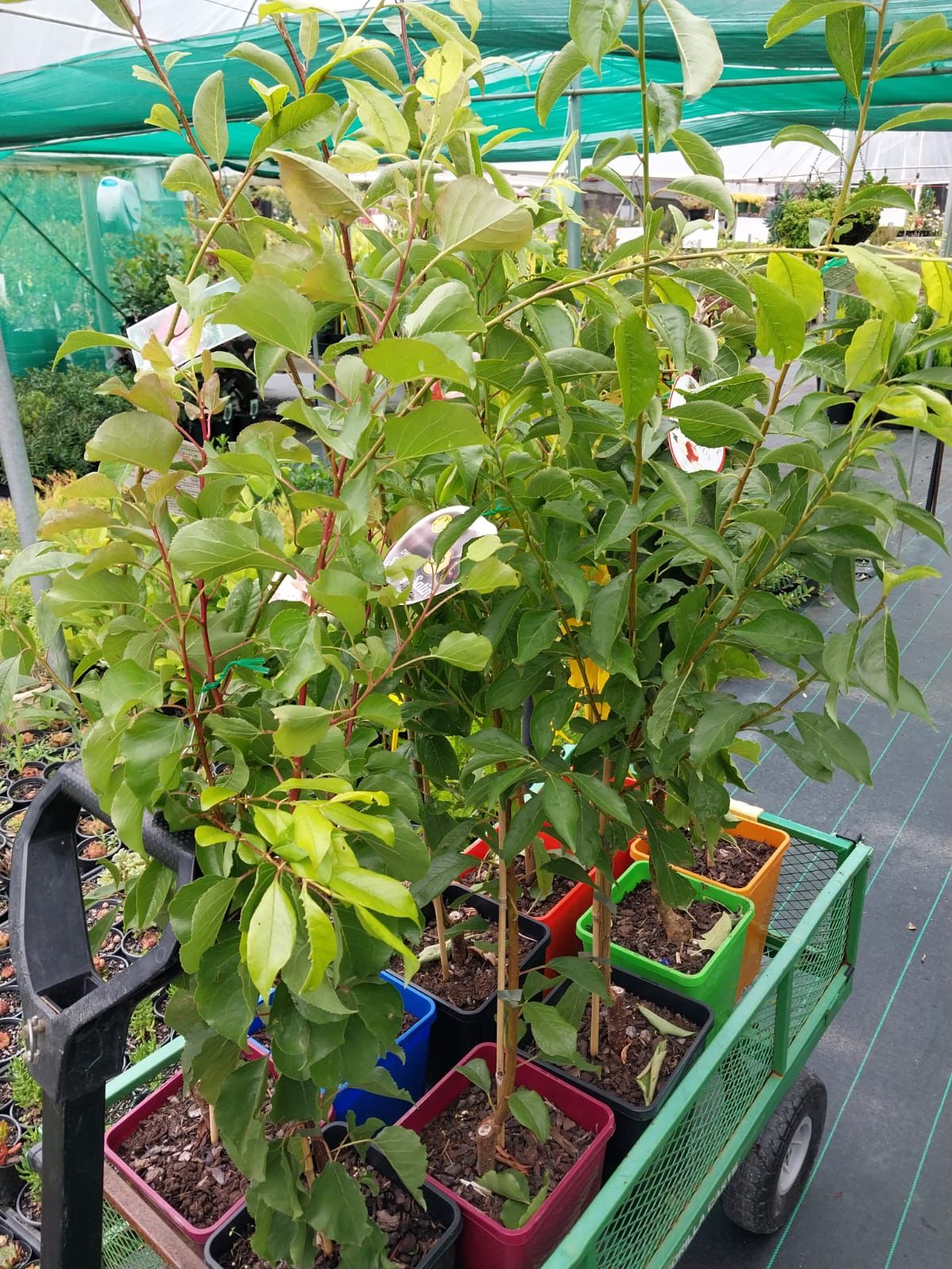 Dwarf Peach | Canberra Nursery & Garden Centre