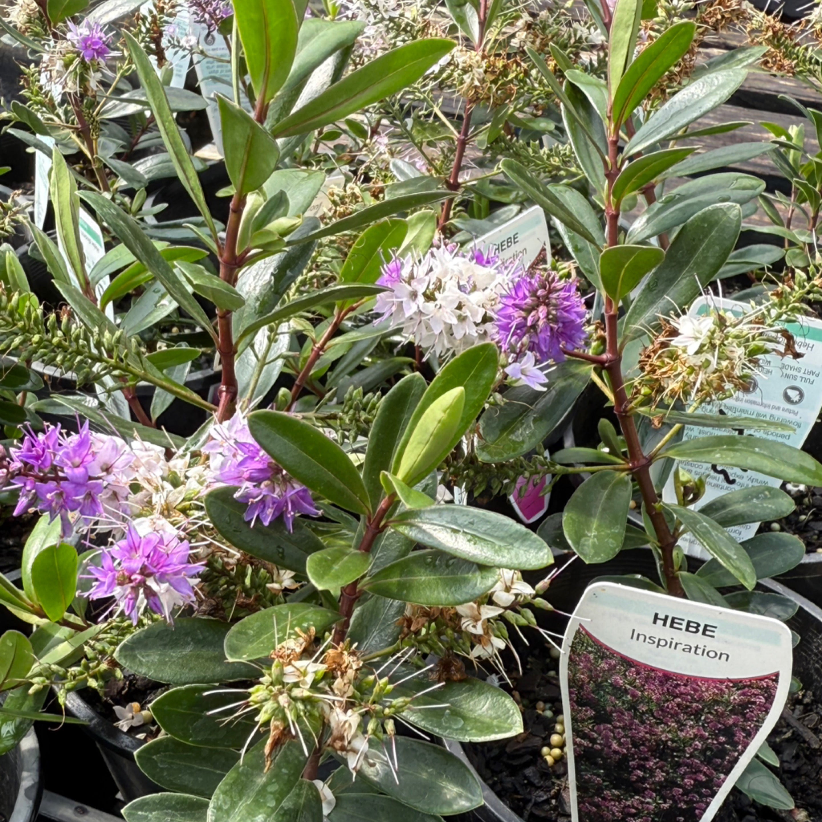 Hebe inspiration in 140mm pot | Canberra Nursery & Garden Centre