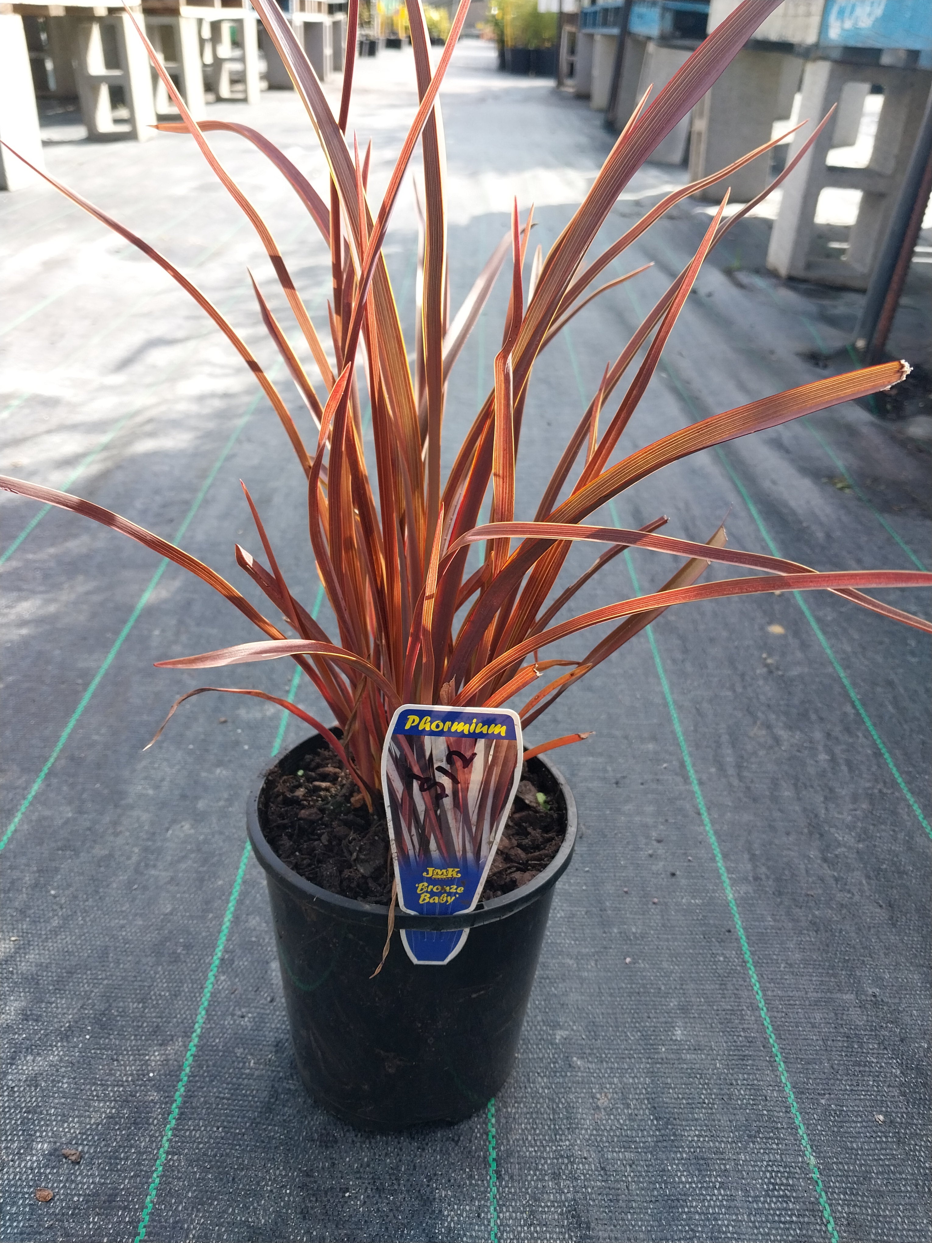 Phormium Bronze Baby in 200mm pot | Canberra Nursery & Garden Centre