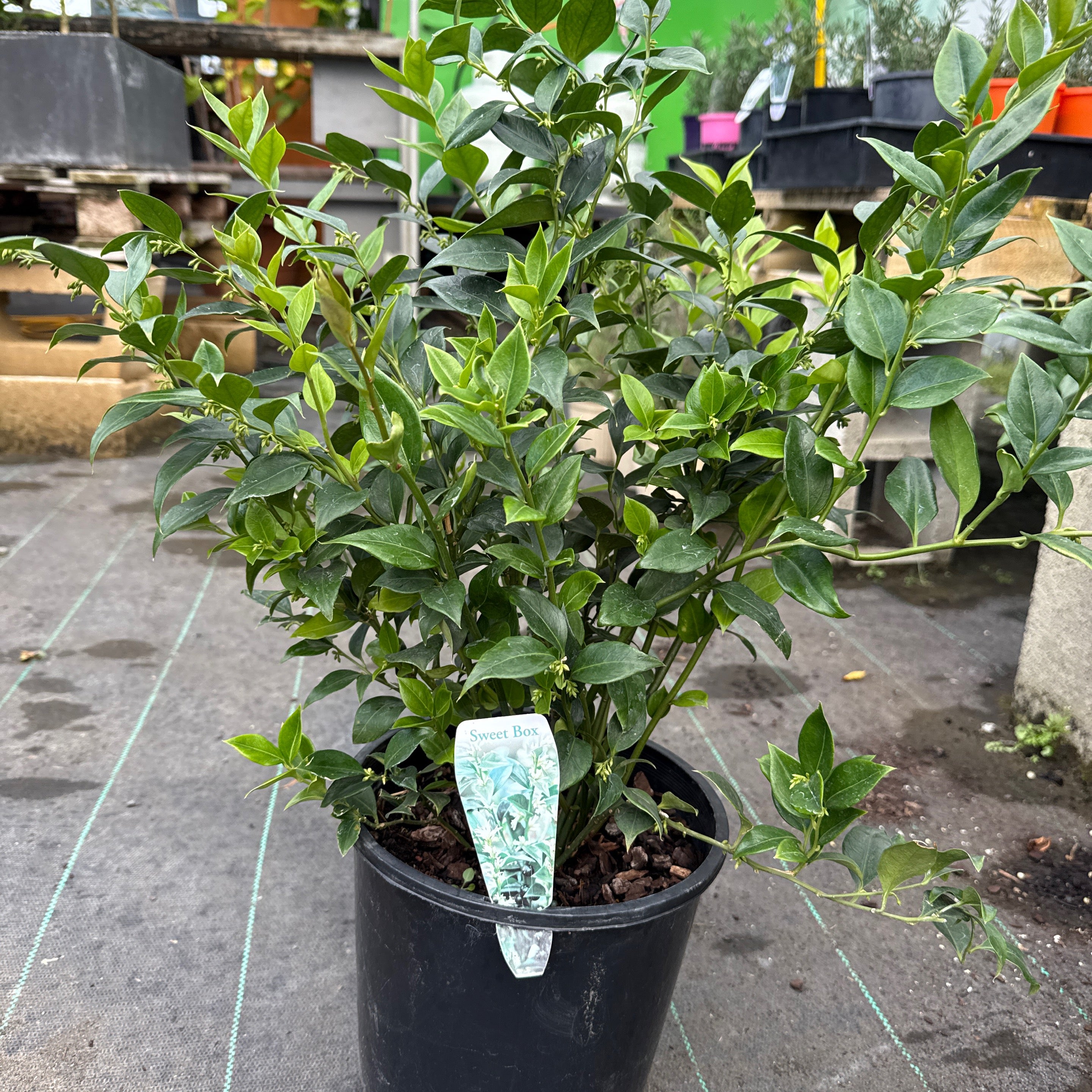 Sweet box | Canberra Nursery & Garden Centre