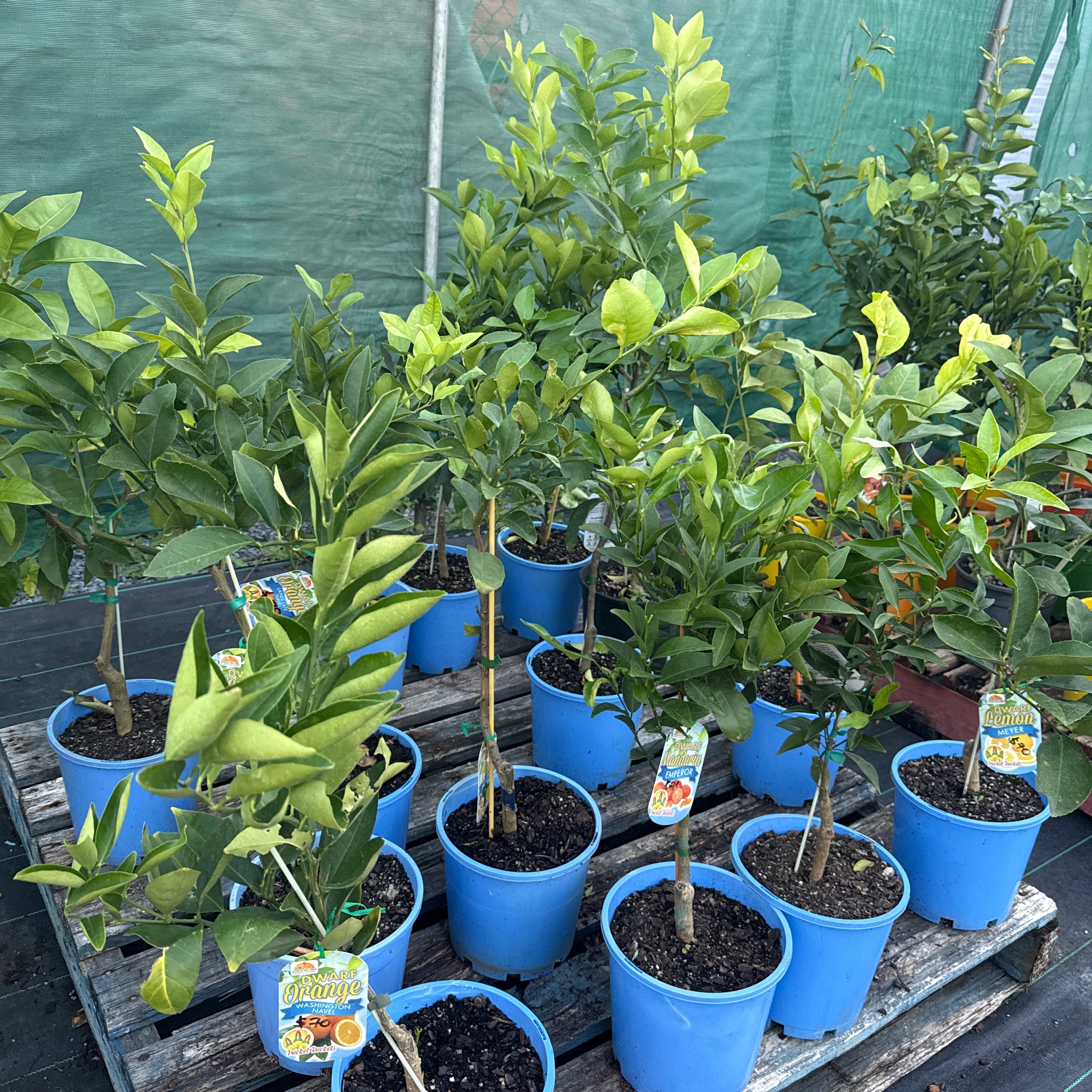 Dwarf orange, lemon, mandarin, lime | Canberra Nursery & Garden Centre