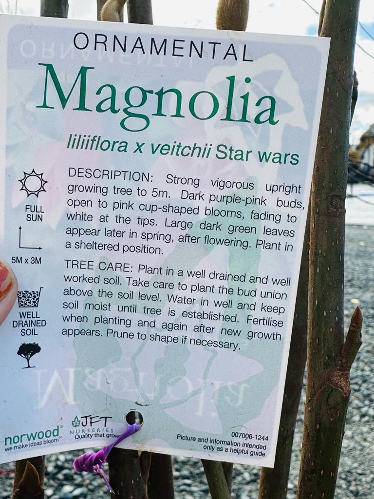 Magnolia star wars | Canberra Nursery & Garden Centre