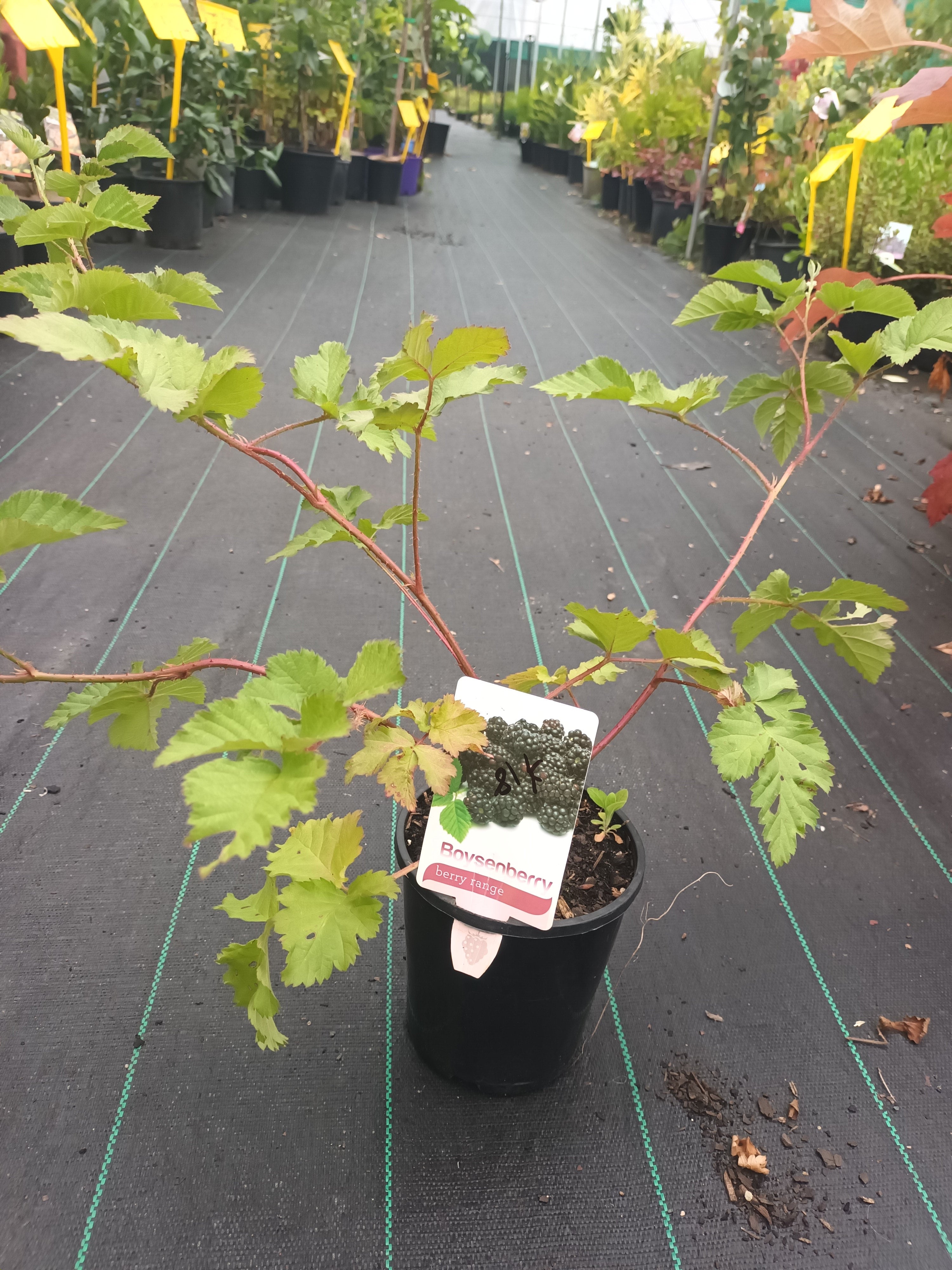 Boysenberry in 140mm Pot | Canberra Nursery & Garden Centre