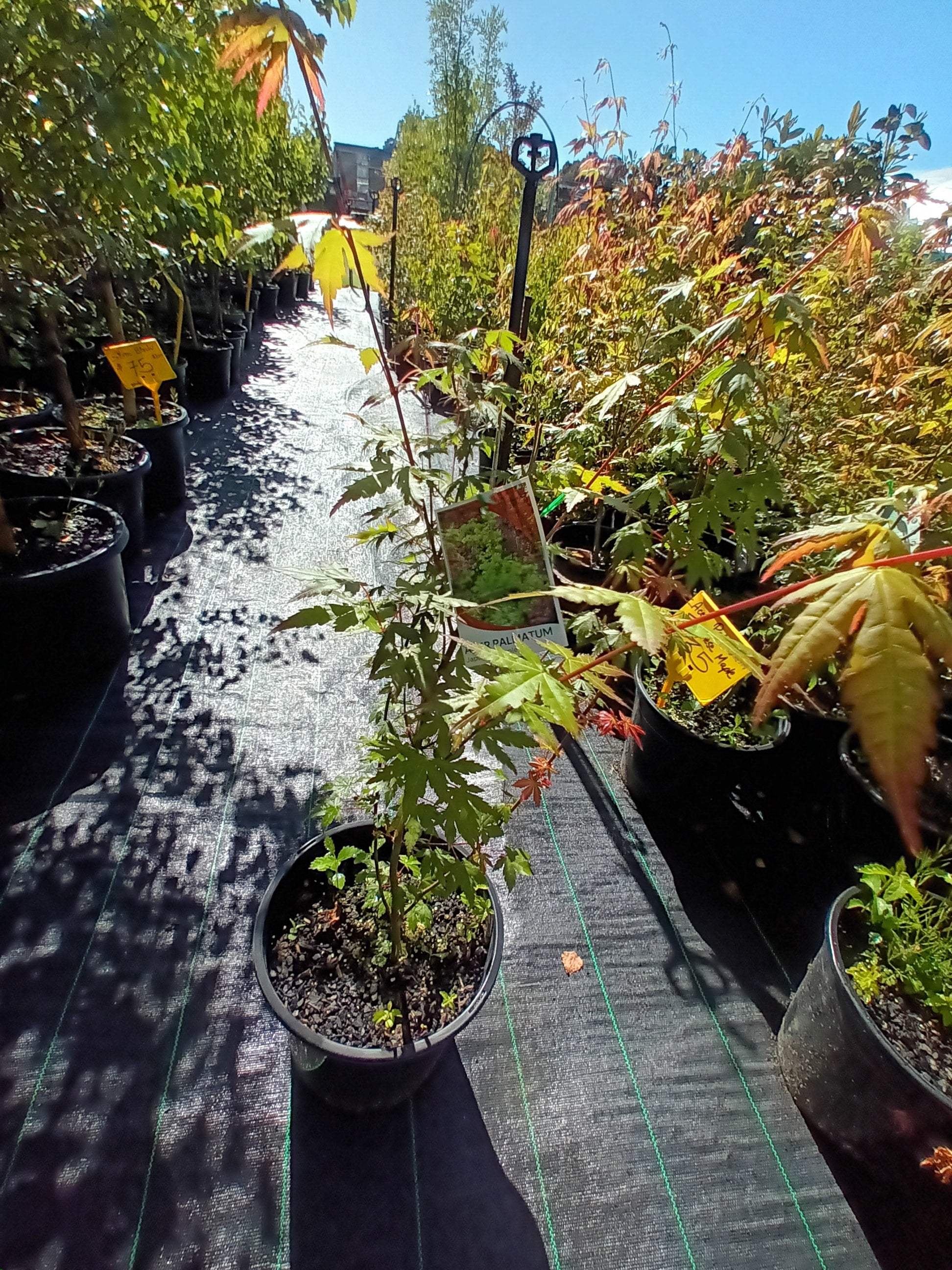 Acer palmatum Japanese maple | Canberra Nursery & Garden Centre