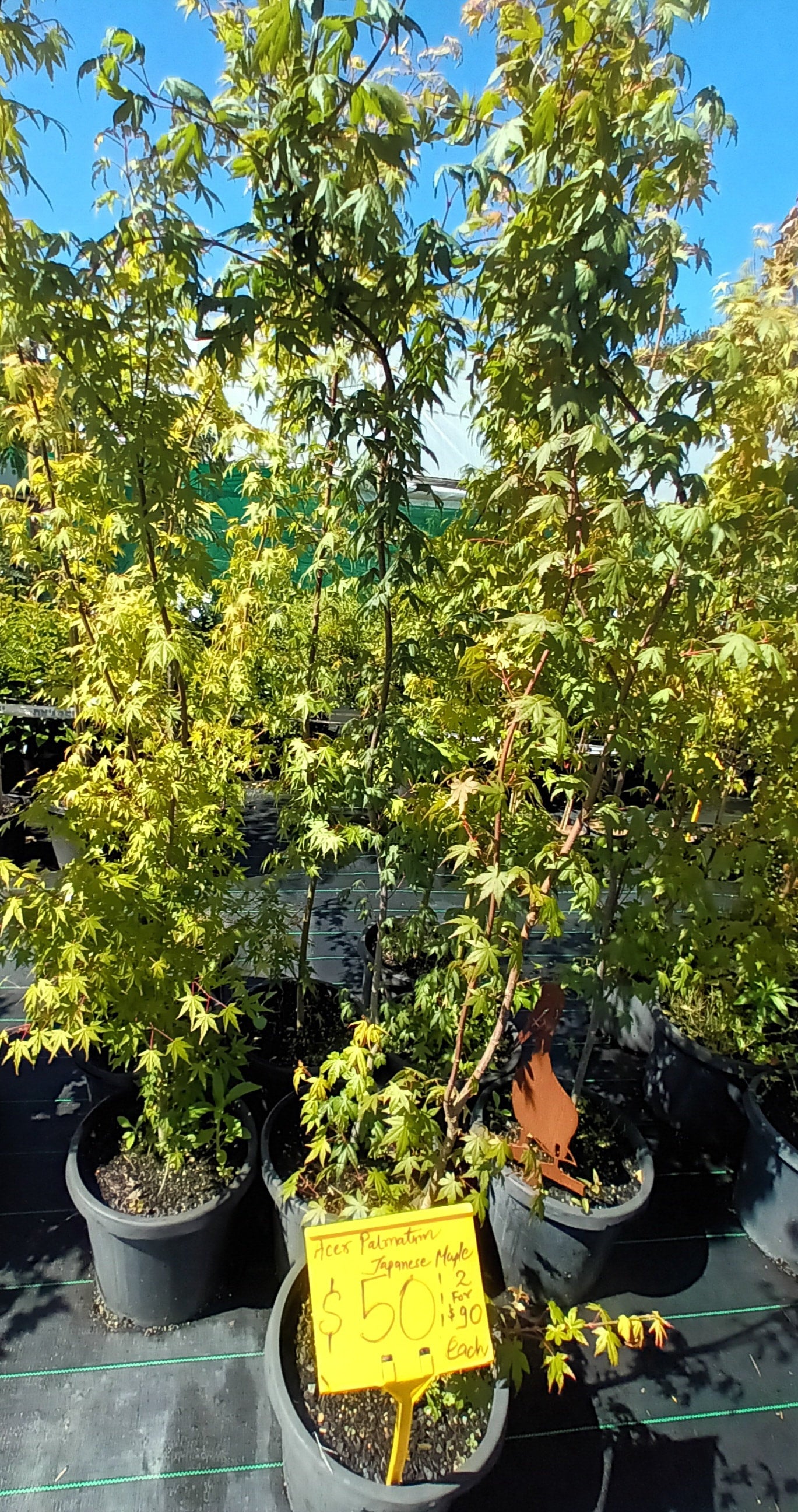 Acer palmatum Japanese maple | Canberra Nursery & Garden Centre