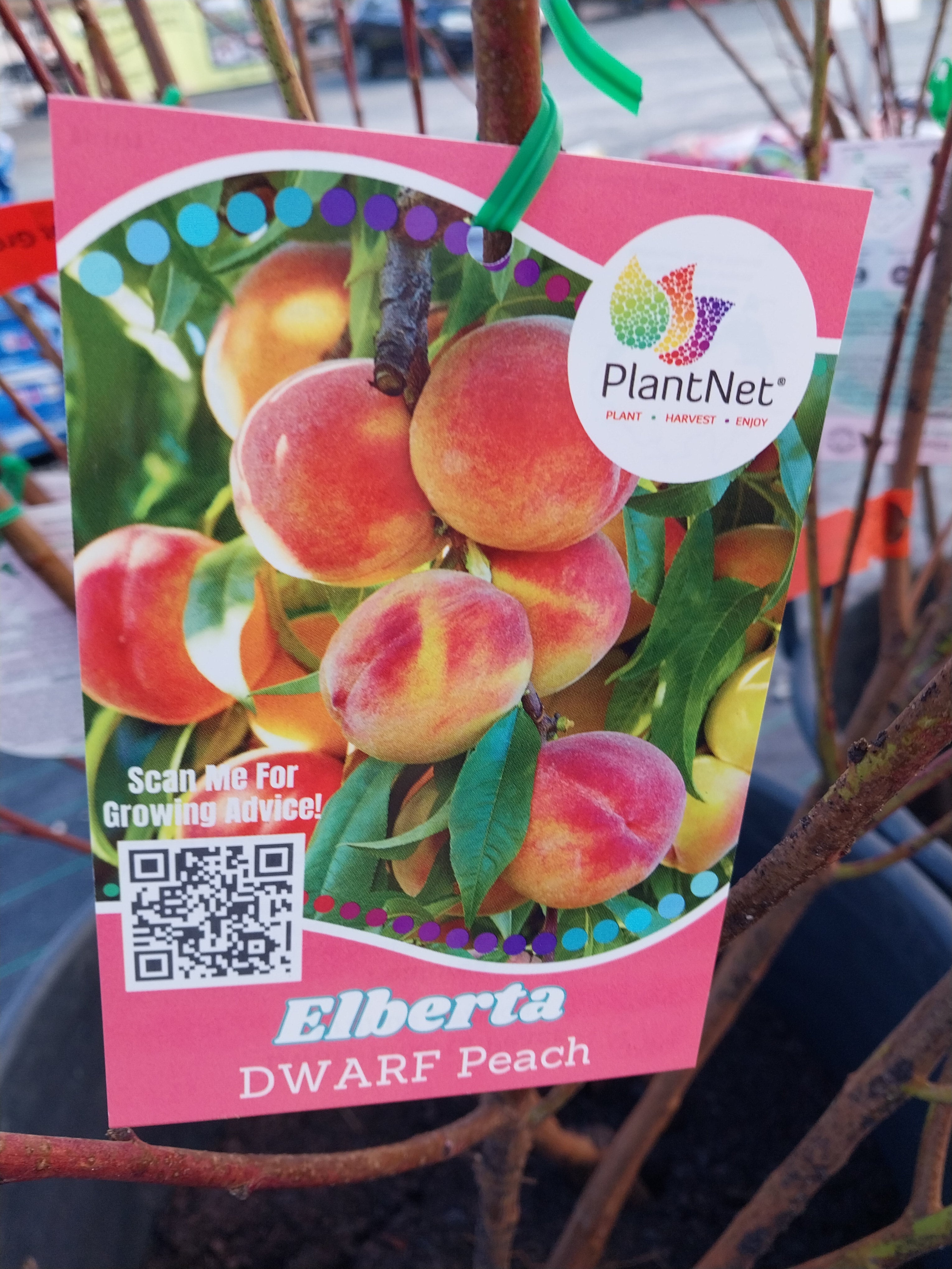 Dwarf Peach (Anzac, Elberta) | Canberra Nursery & Garden Centre