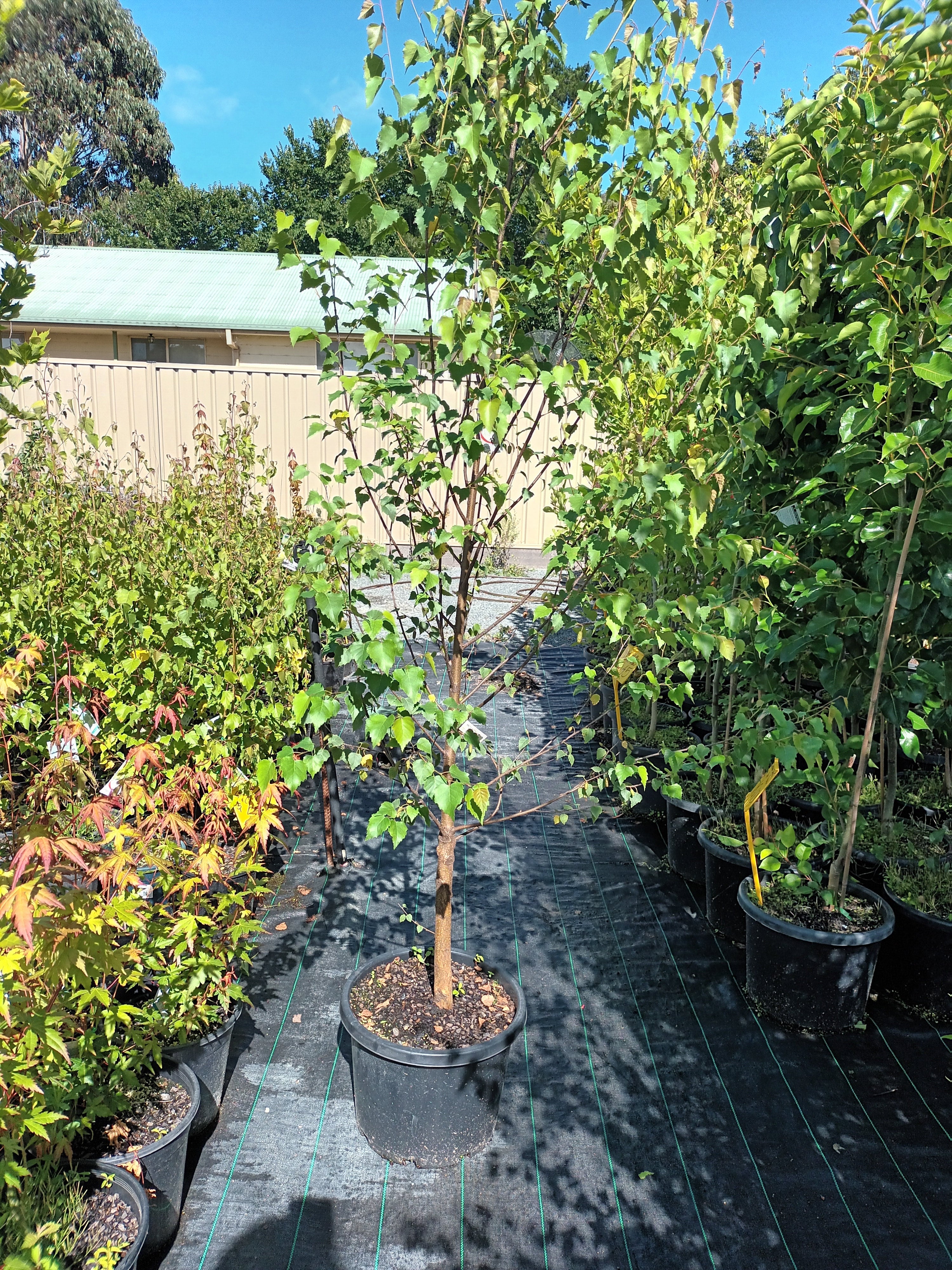 Silver birch in 33cm pot (2m+ tall) | Canberra Nursery & Garden Centre