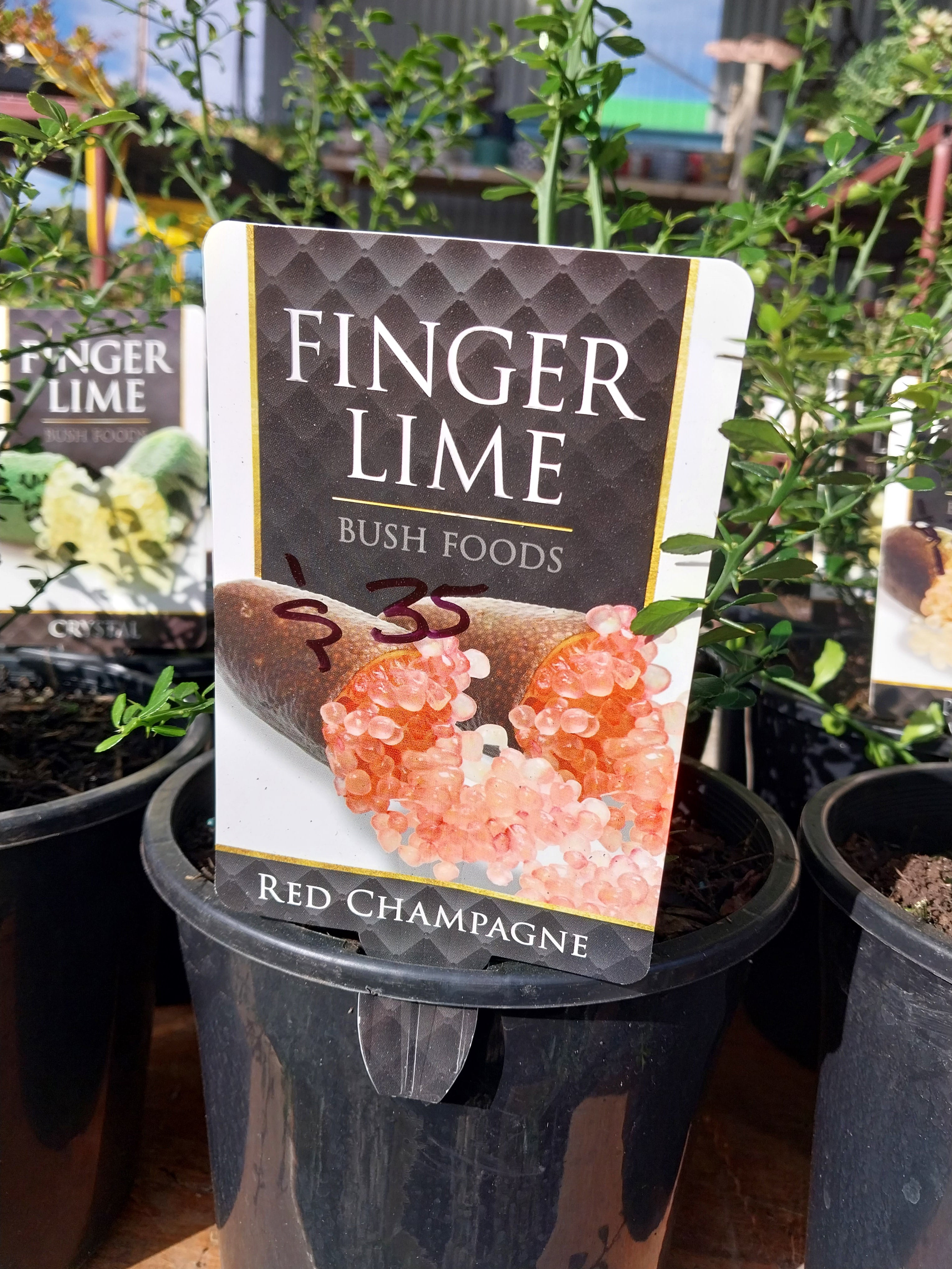 Finger lime in 200mm pot | Canberra Nursery & Garden Centre