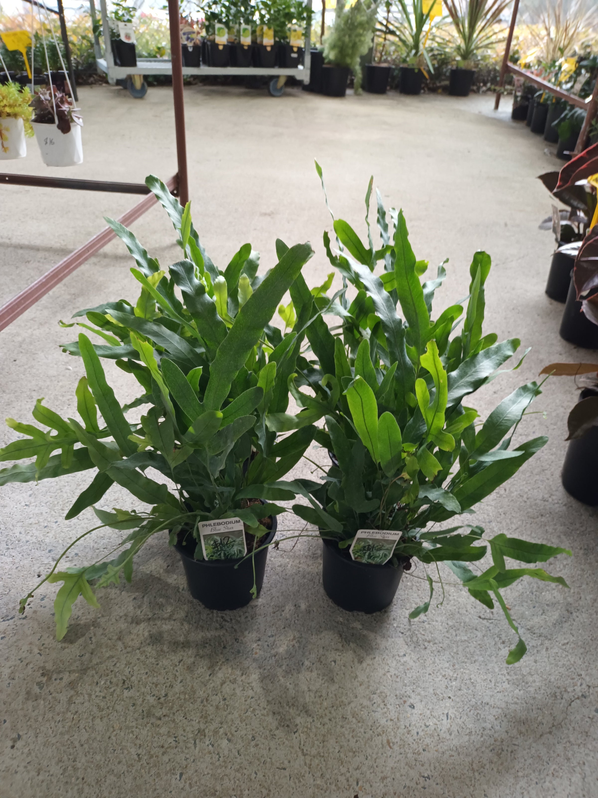 Blue Star Fern | Canberra Nursery & Garden Centre