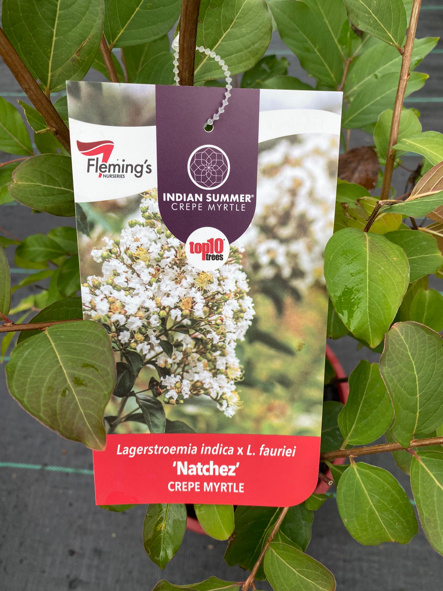 Natchez Crepe Myrtle in 200mm Pot | Canberra Nursery & Garden Centre