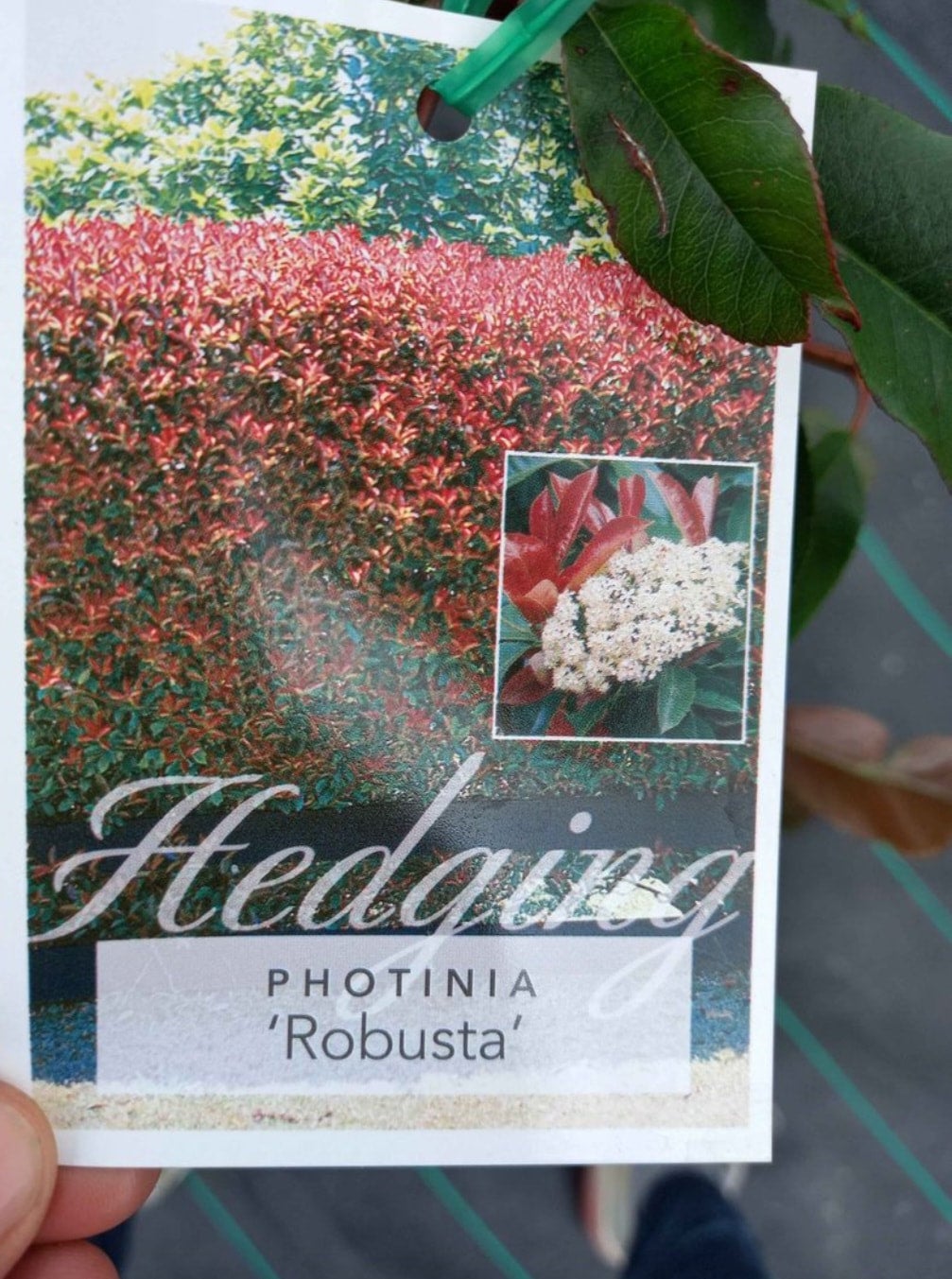 Photinia Roubusta in 200mm Pot | Canberra Nursery & Garden Centre