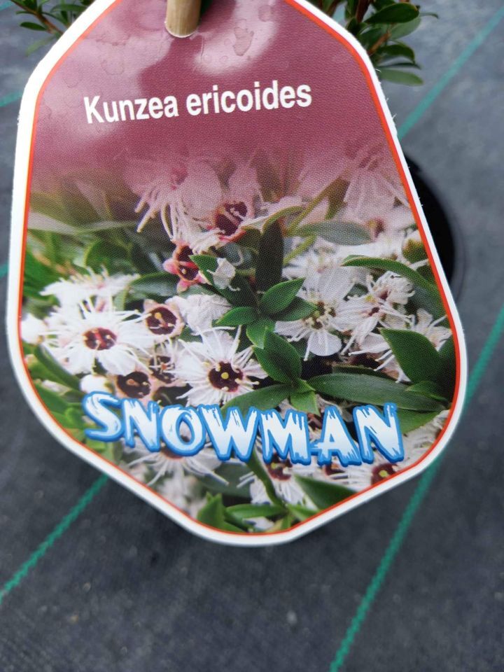 Snowman (native) in 140mm Pot | Canberra Nursery & Garden Centre