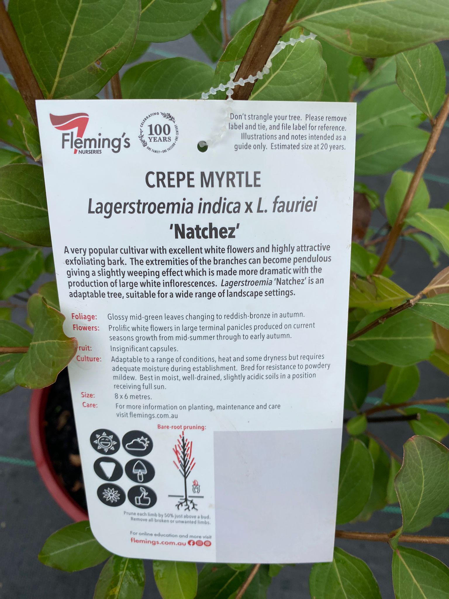 Natchez Crepe Myrtle in 200mm Pot | Canberra Nursery & Garden Centre
