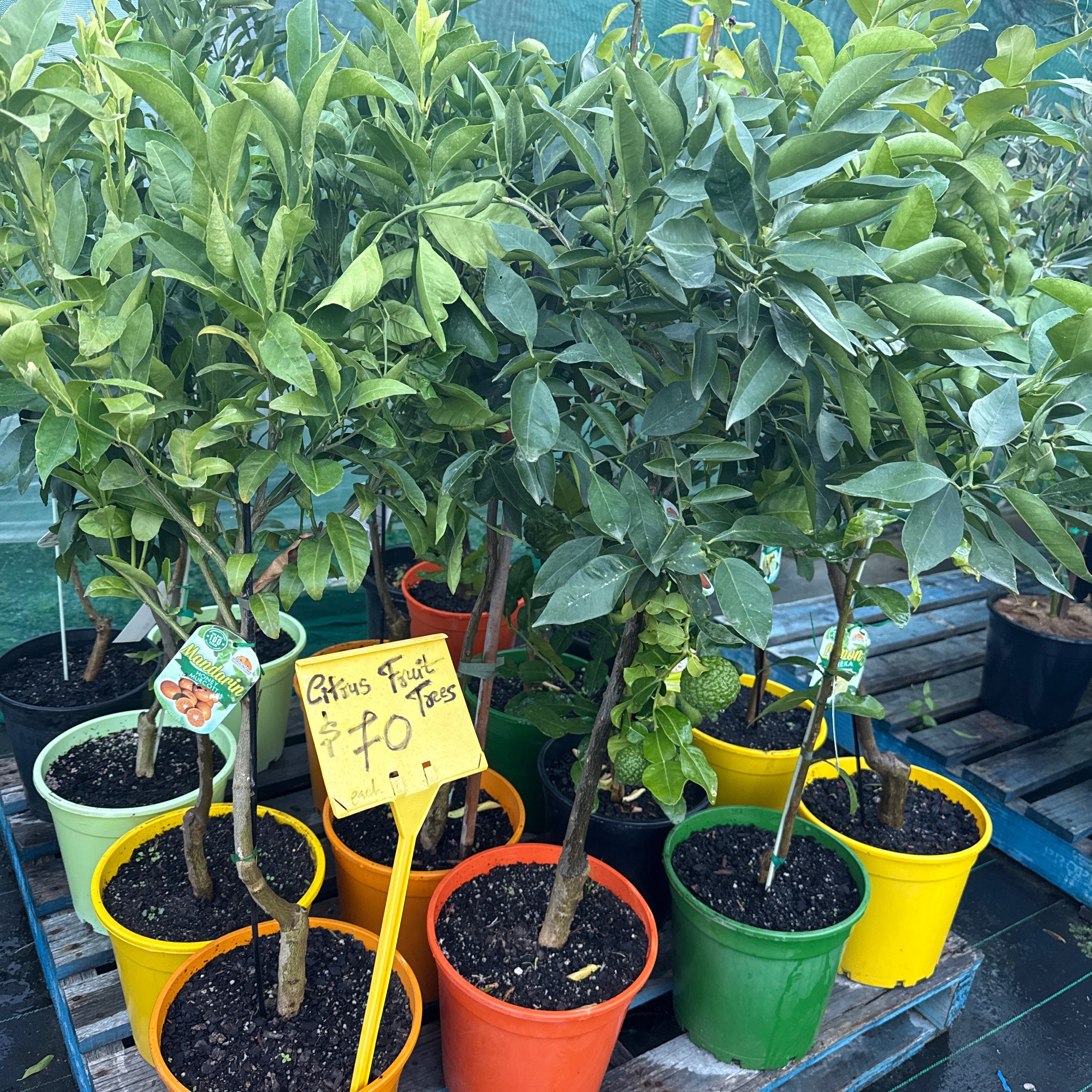 Citrus fruit trees - Mandarin, Lemon, Lime, Orange 250 mm pot ...