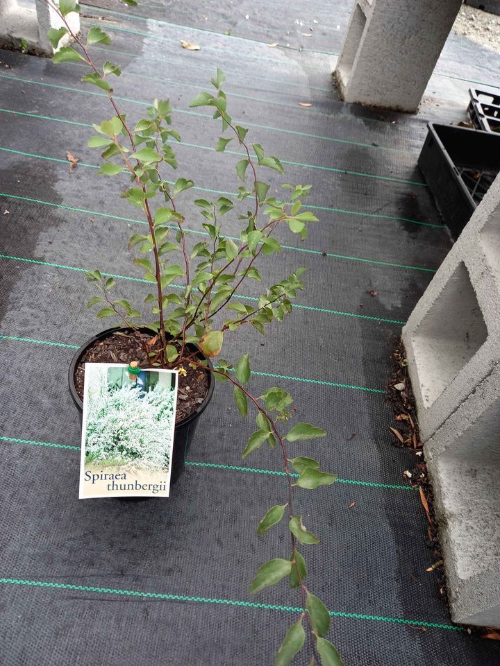 Spiraea Thunbergii in 140mm Pot | Canberra Nursery & Garden Centre