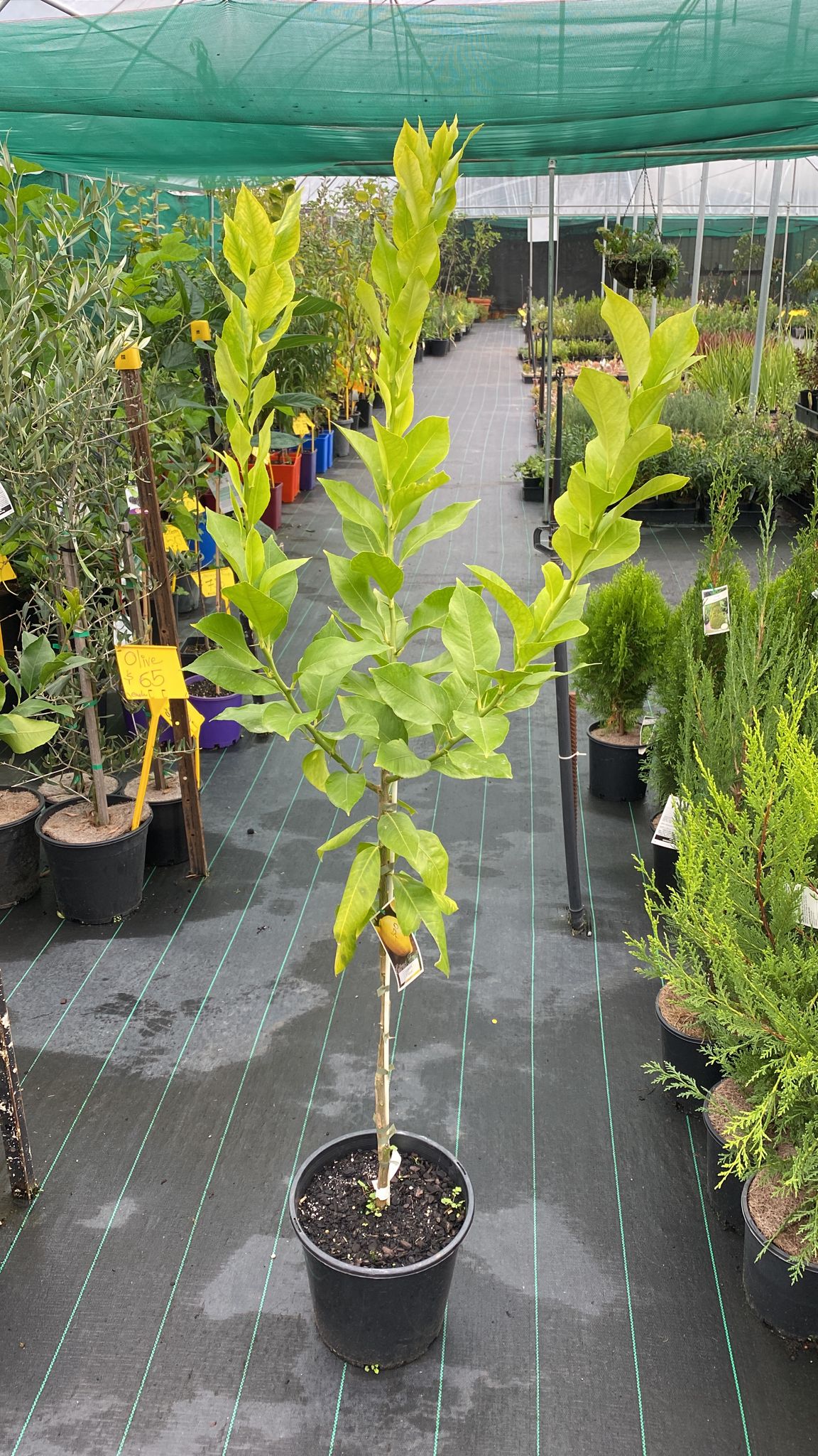 Normal Grafted Lemon | Canberra Nursery & Garden Centre