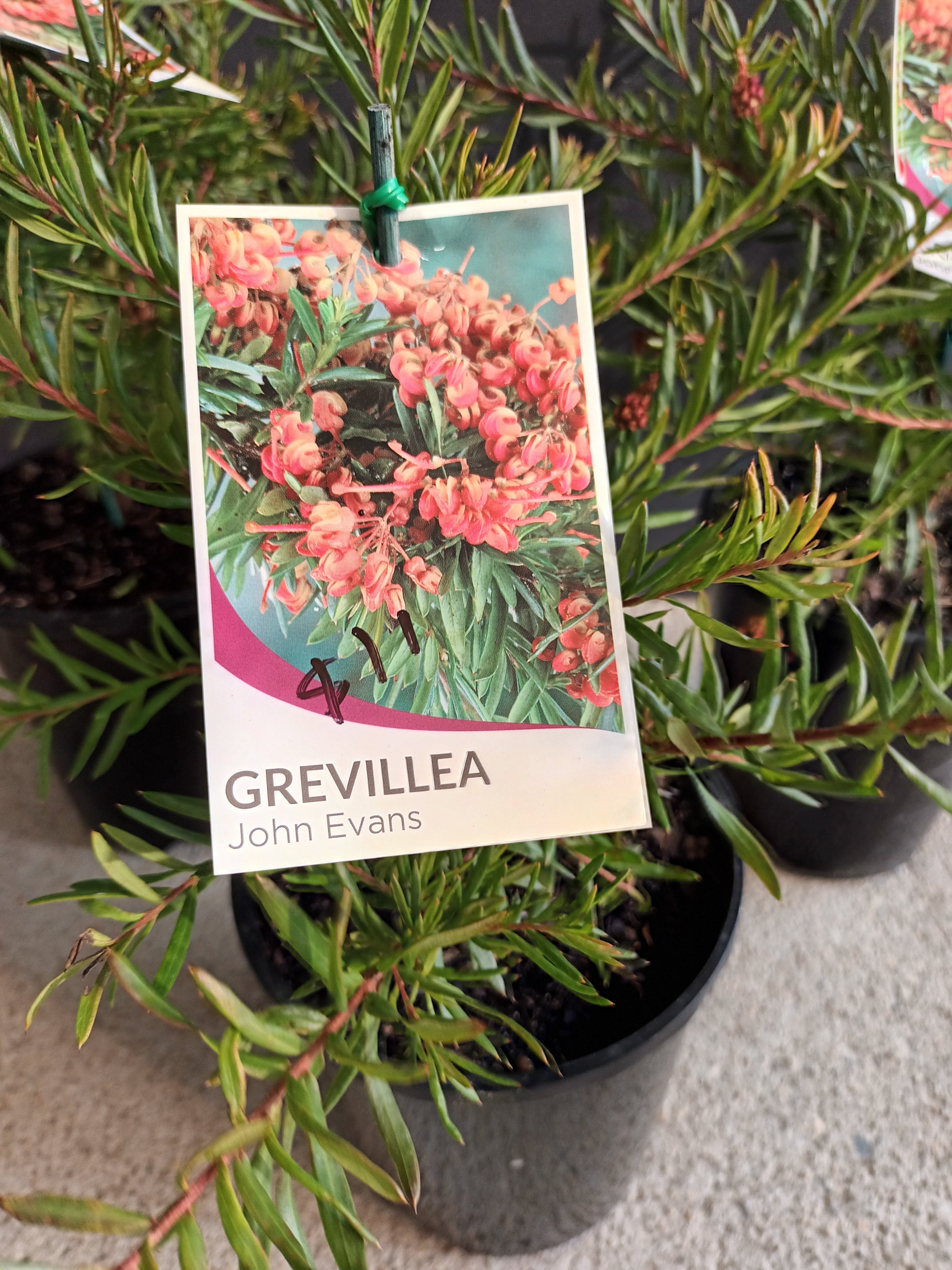 Grevillea John Evans in 140mm Pot | Canberra Nursery & Garden Centre