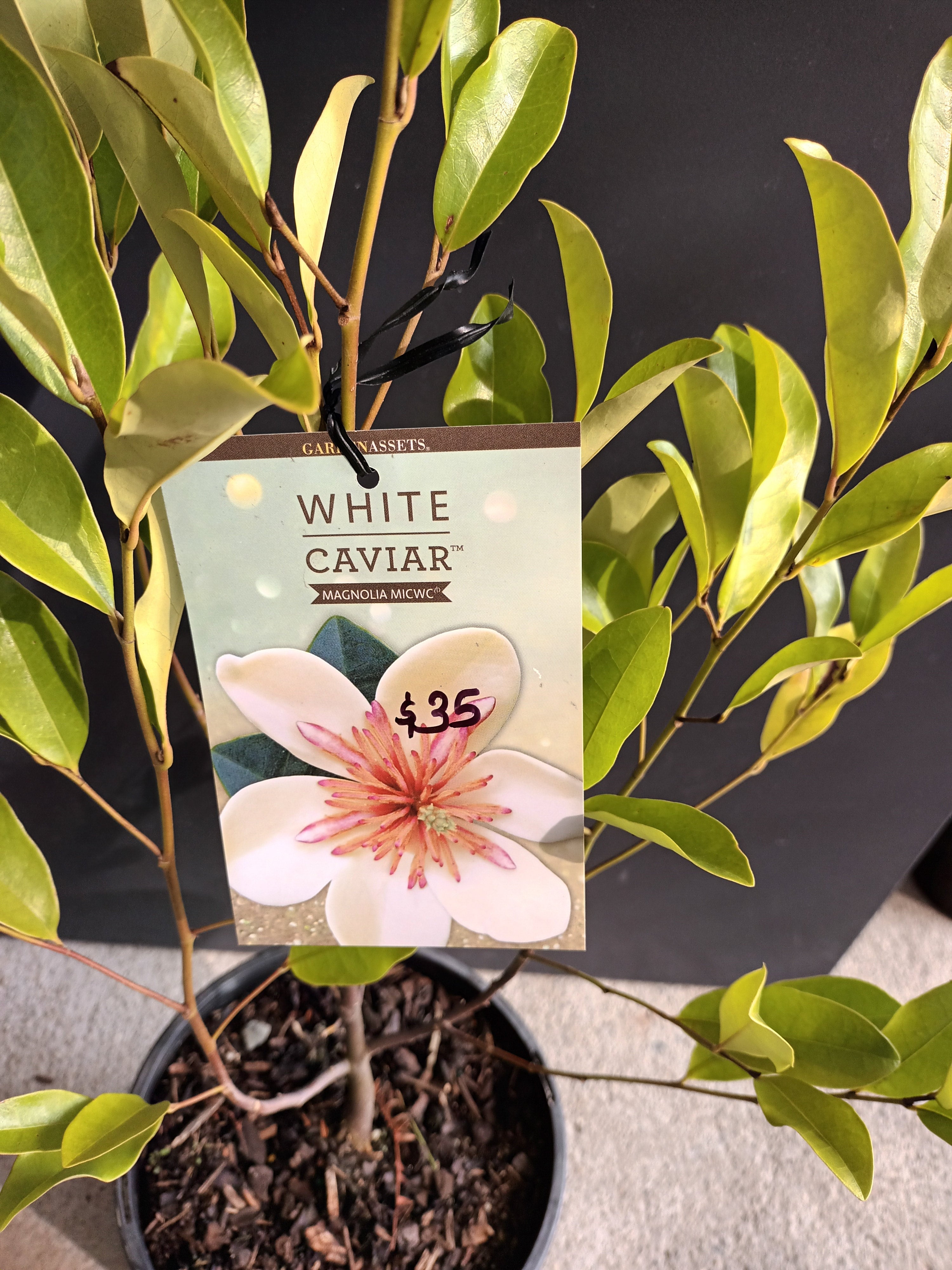 White caviar magnolia | Canberra Nursery & Garden Centre