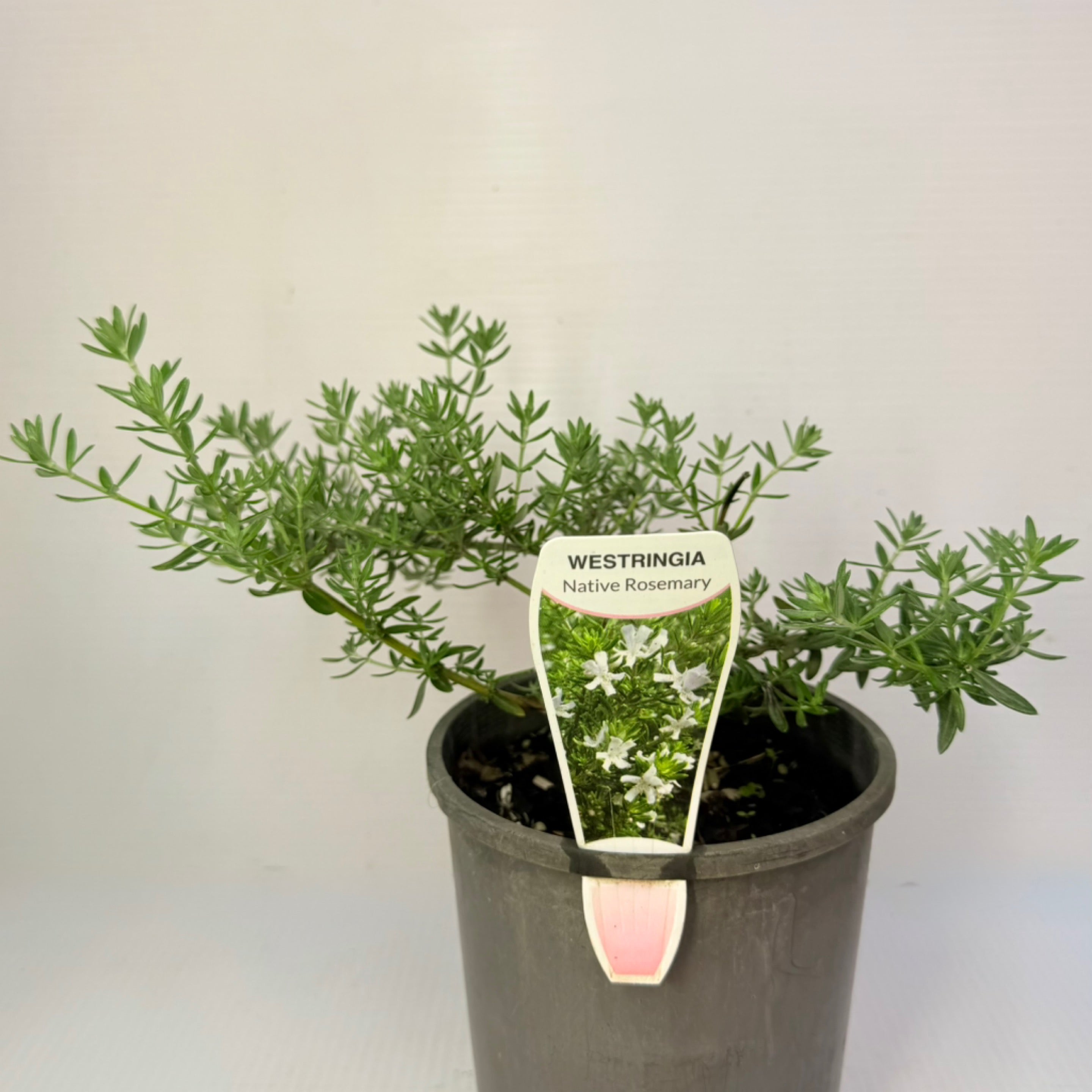 Westringia Native Rosemary (Fruiticosa) in 140mm Pot | Canberra Nursery ...