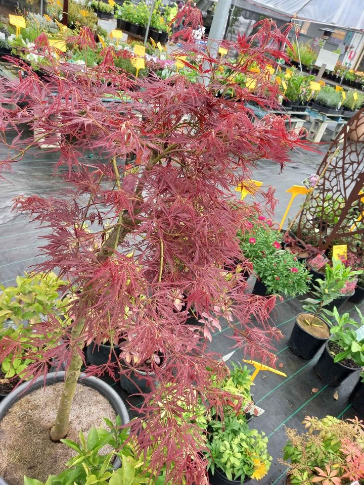 Weeping Japanese Maple in 40cm | Canberra Nursery & Garden Centre