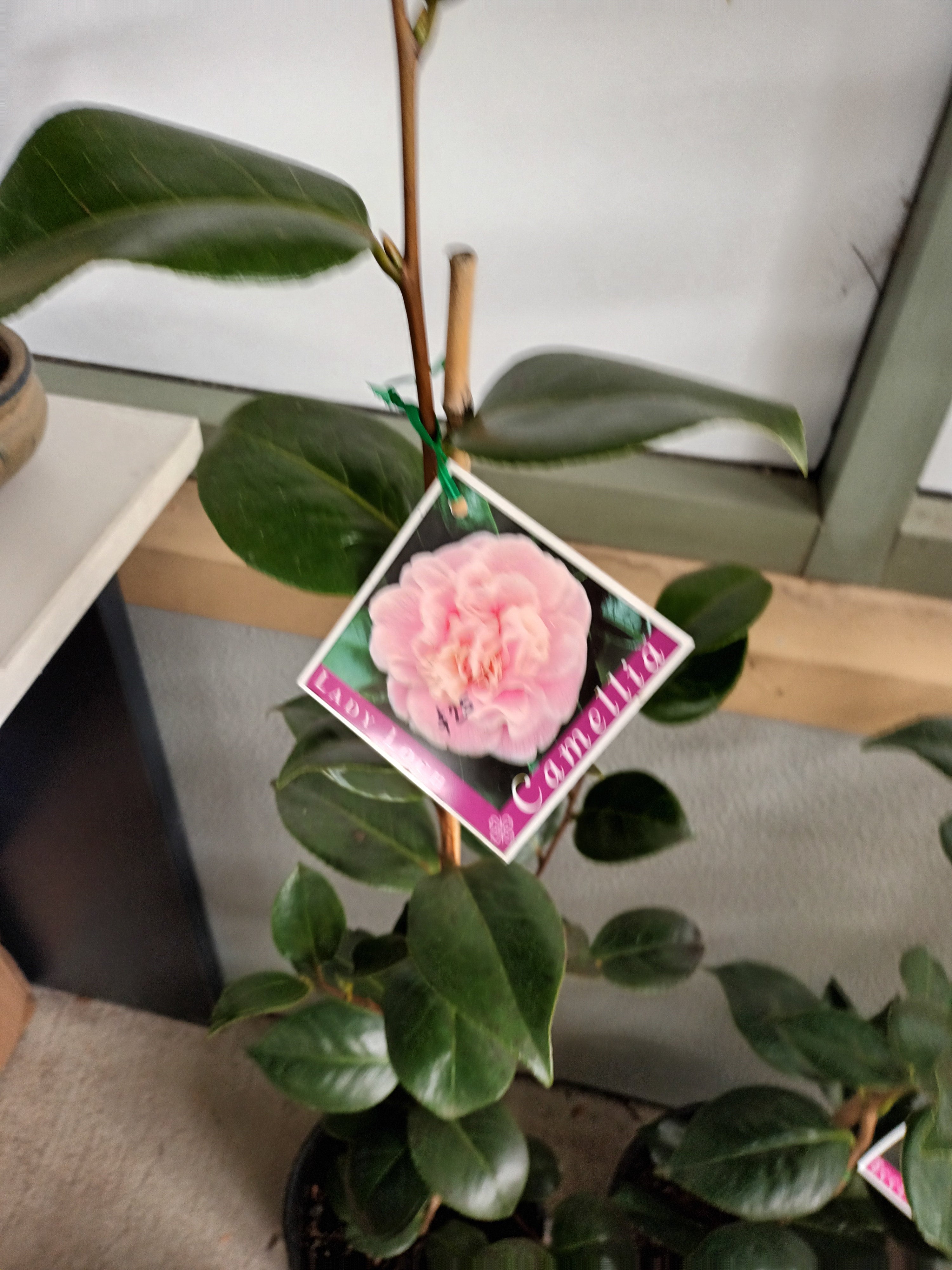 Camellia in 200mm Pot ( 1-1.2 mtr tall) Assorted | Canberra Nursery ...