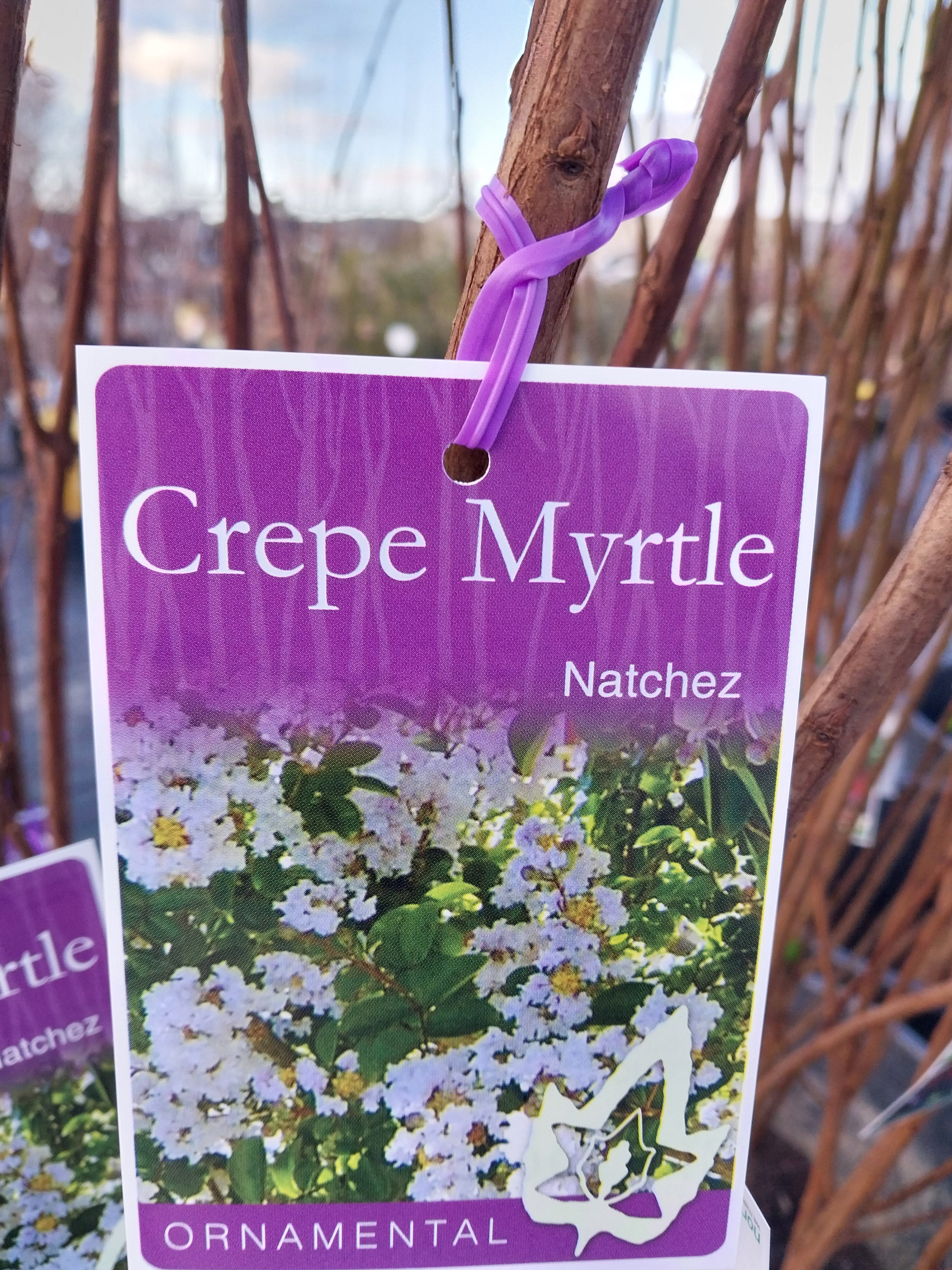 Natchez Crepe Myrtle 300m | Canberra Nursery & Garden Centre