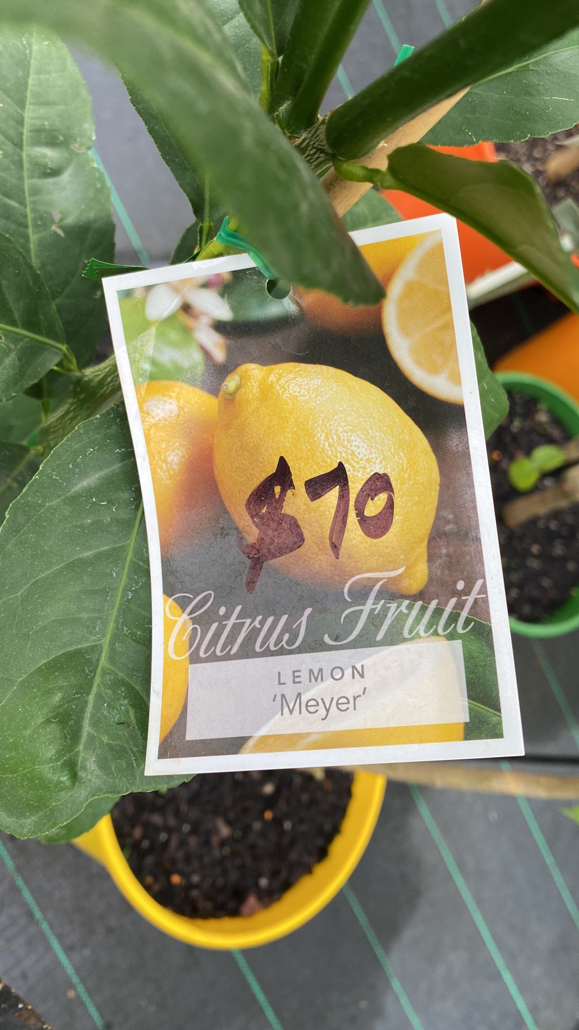 Normal Grafted Lemon | Canberra Nursery & Garden Centre