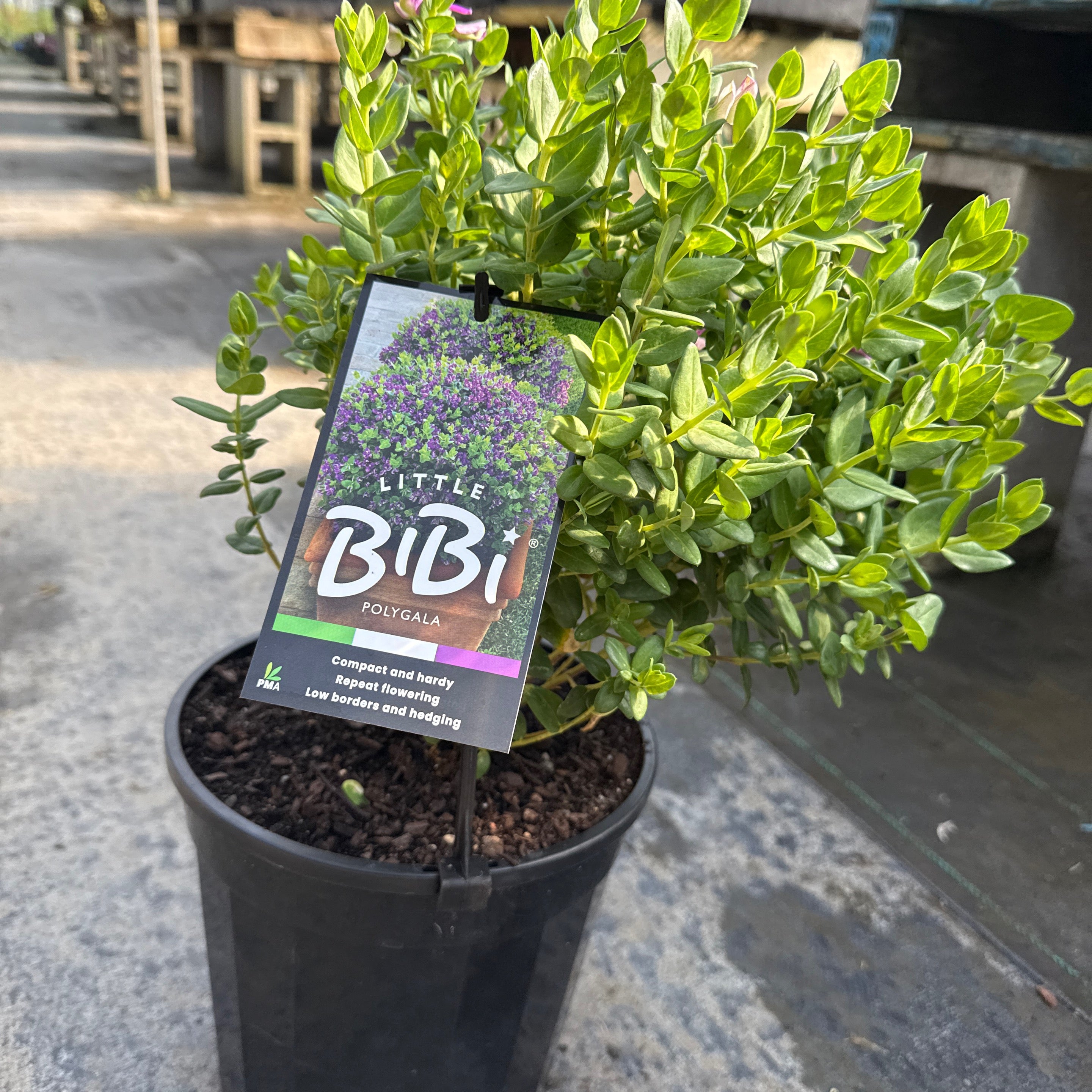Little bibi polygala | Canberra Nursery & Garden Centre