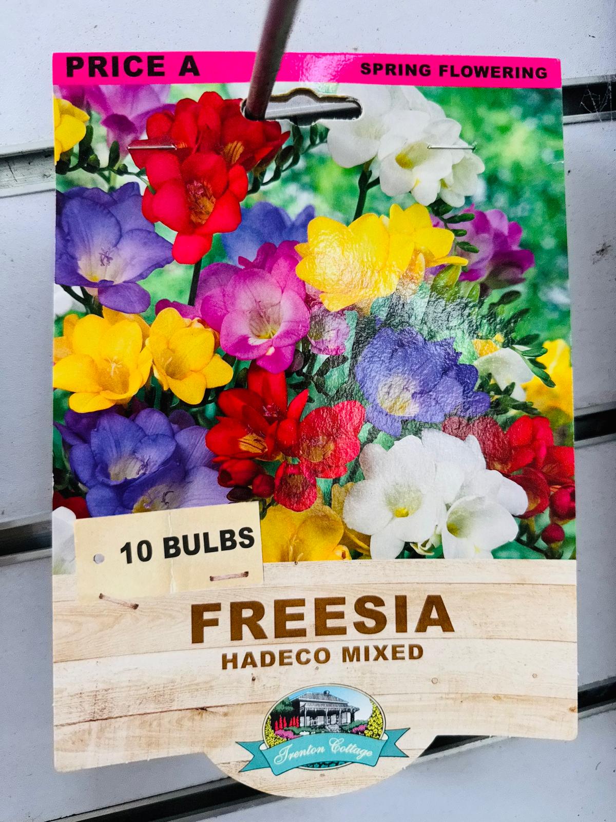 Freesia Hadeco Mixed | Canberra Nursery & Garden Centre