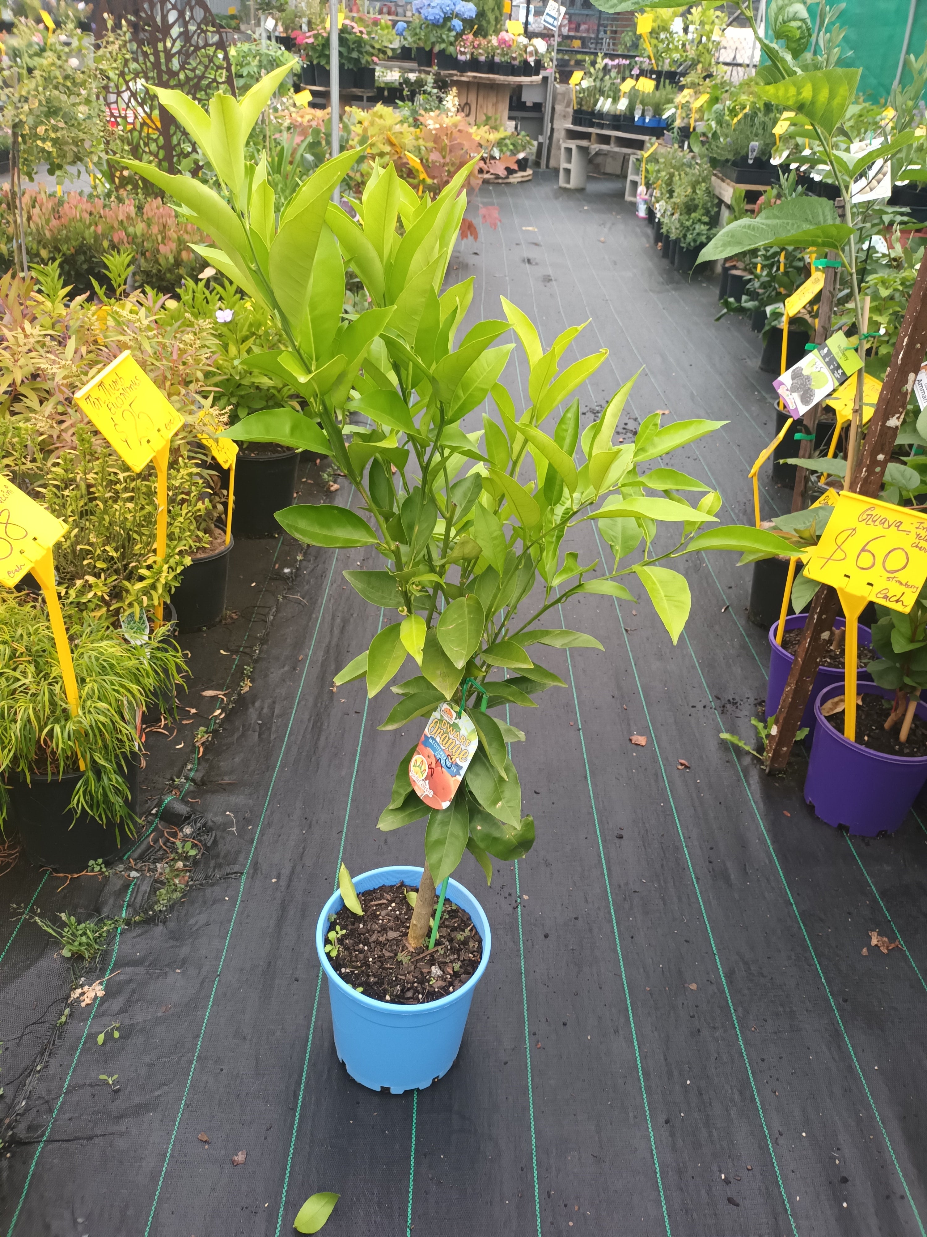 Dwarf Orange Mediterranean Sweet in 200mm Pot | Canberra Nursery ...