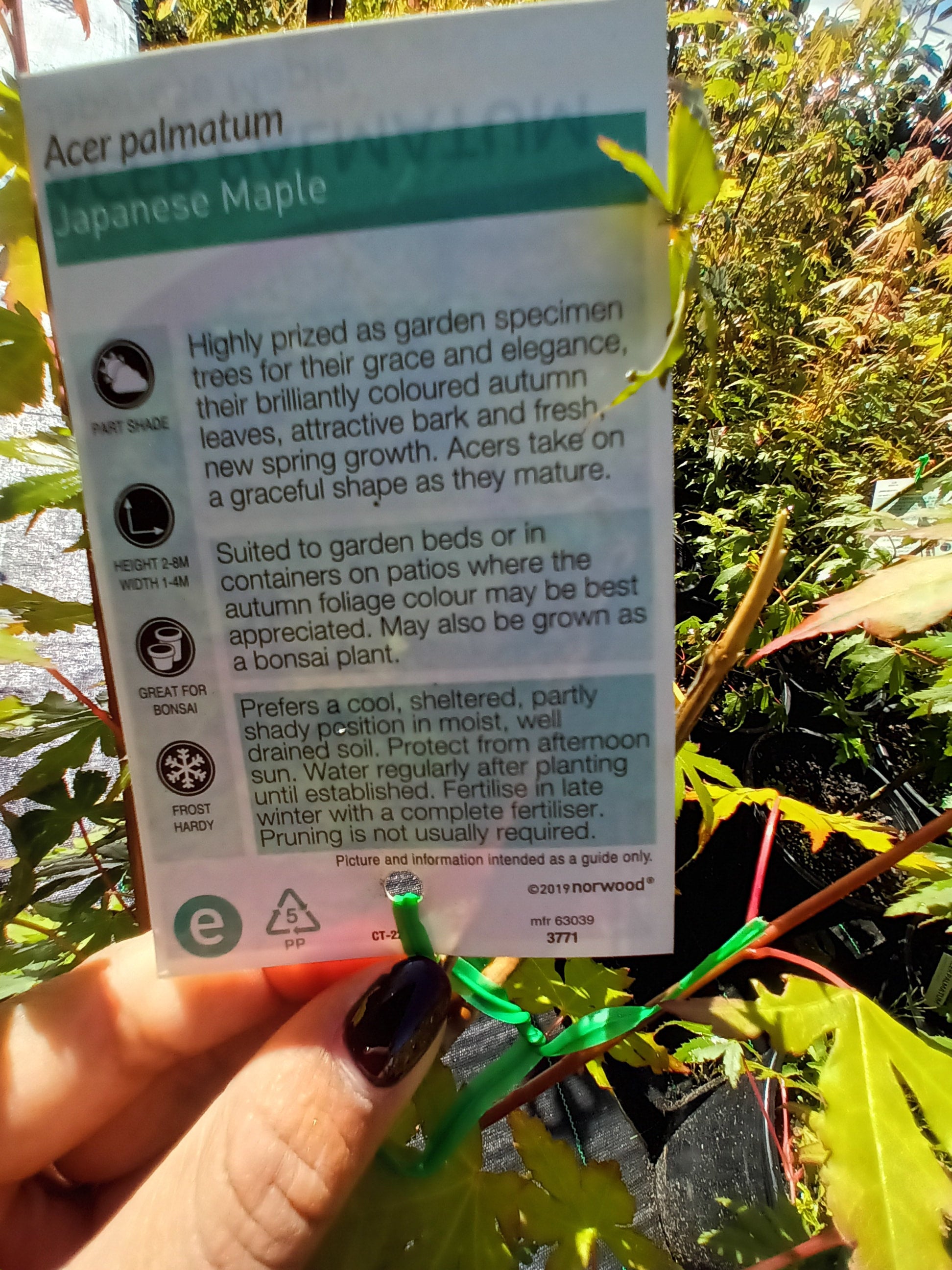 Acer palmatum Japanese maple | Canberra Nursery & Garden Centre