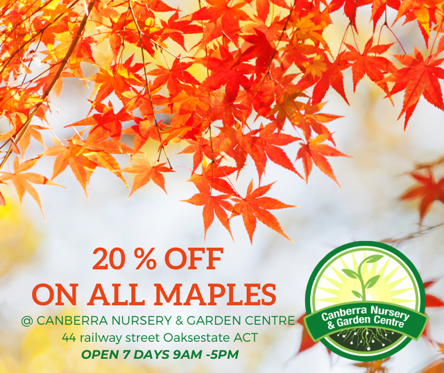 Enhance Your Garden with Beautiful Maples: Buy Now at Canberra Nursery ...