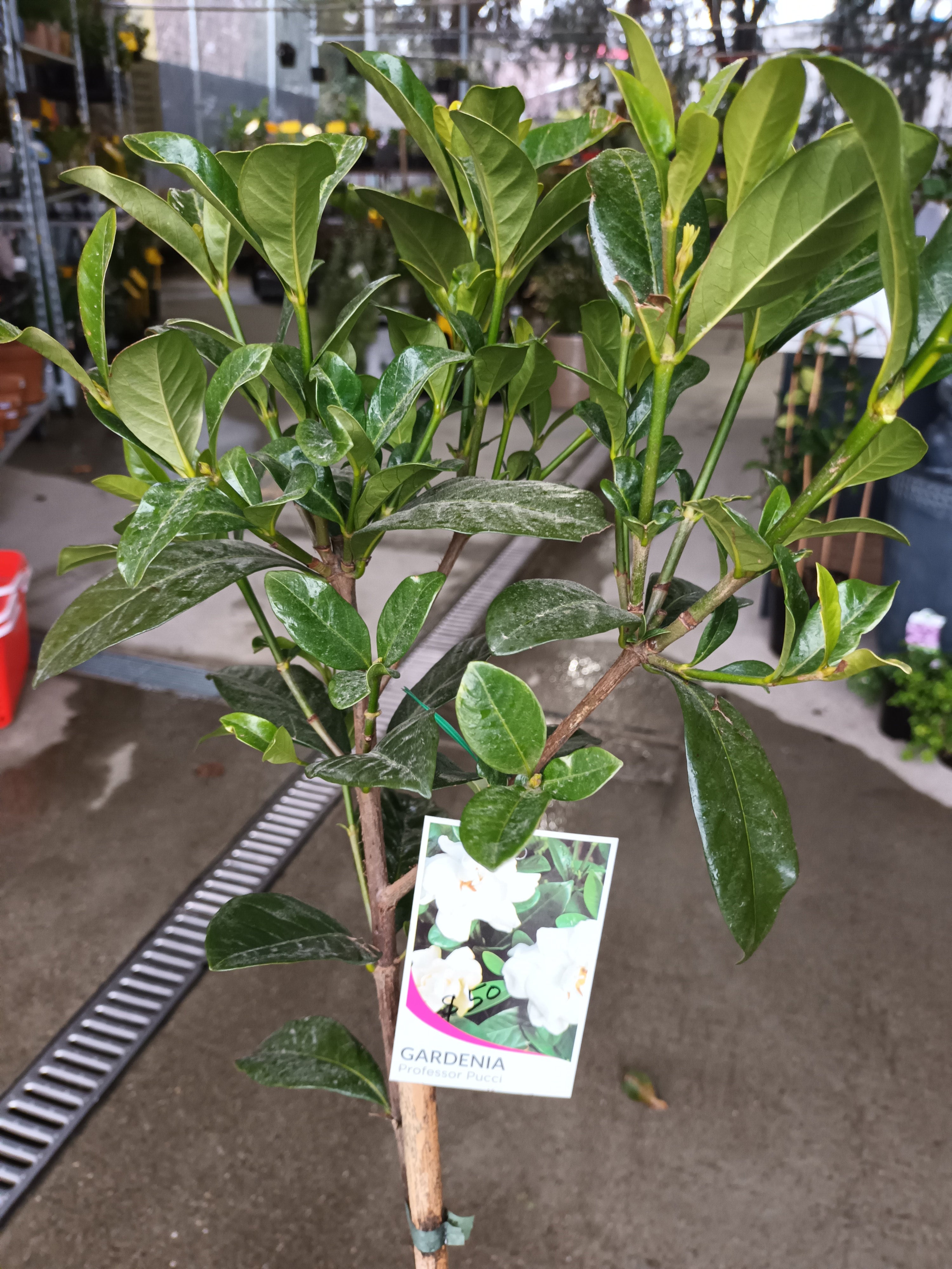 Standard gardenia Professor Pucci in 200mm Pot | Canberra Nursery ...