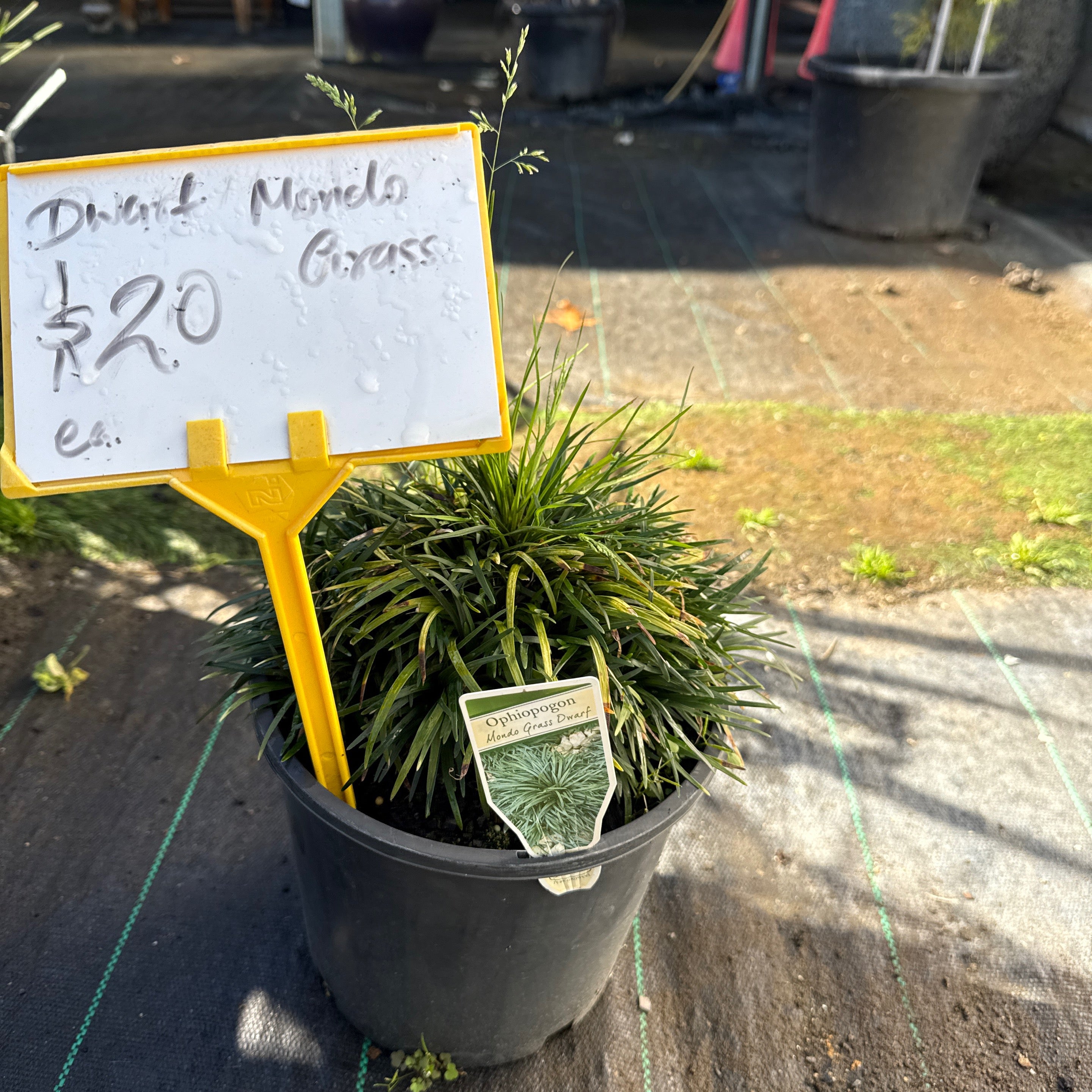 Dwarf mondo grass | Canberra Nursery & Garden Centre