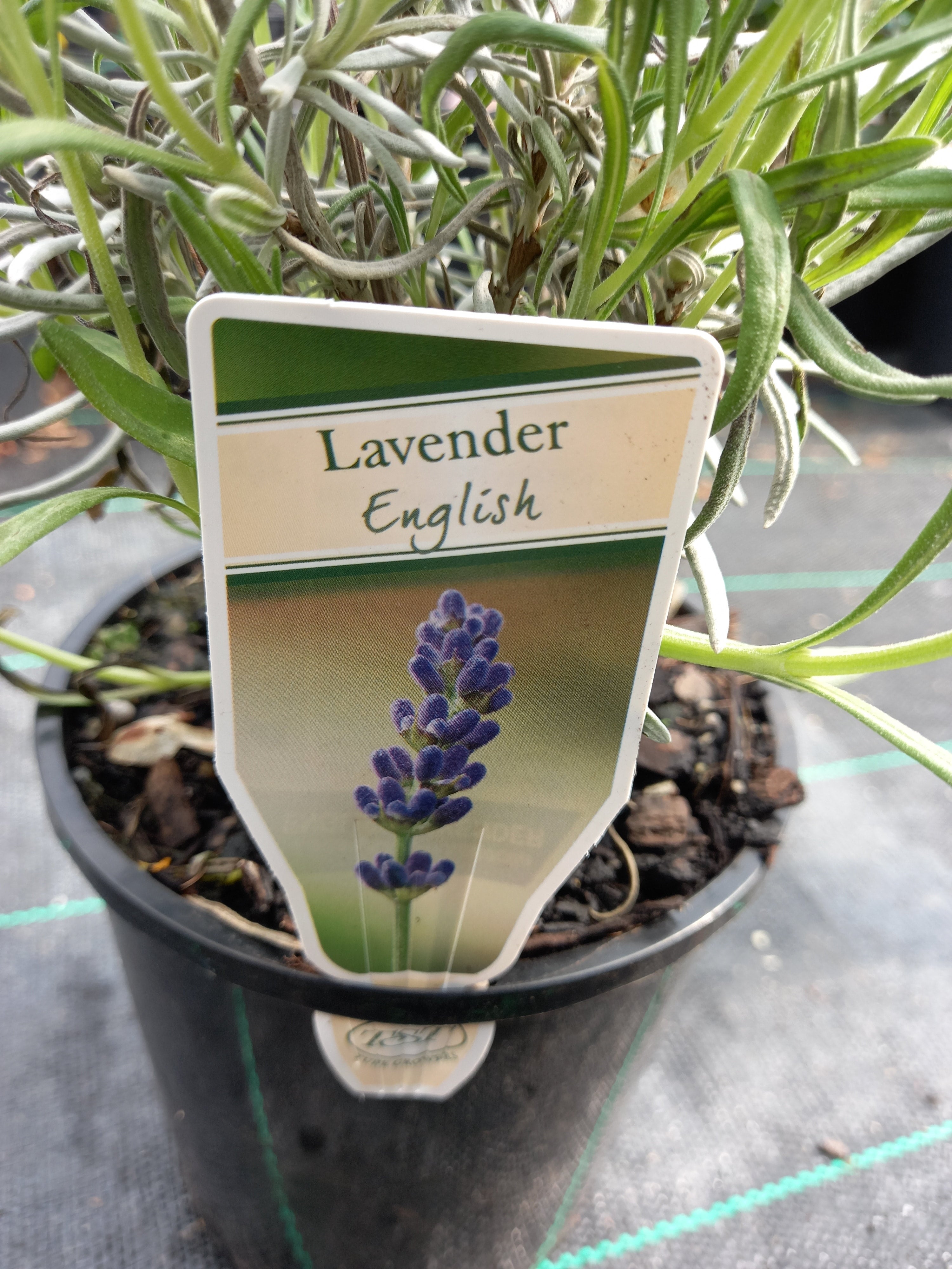 English | Lavender in 140mm Pot | Canberra Nursery & Garden Centre