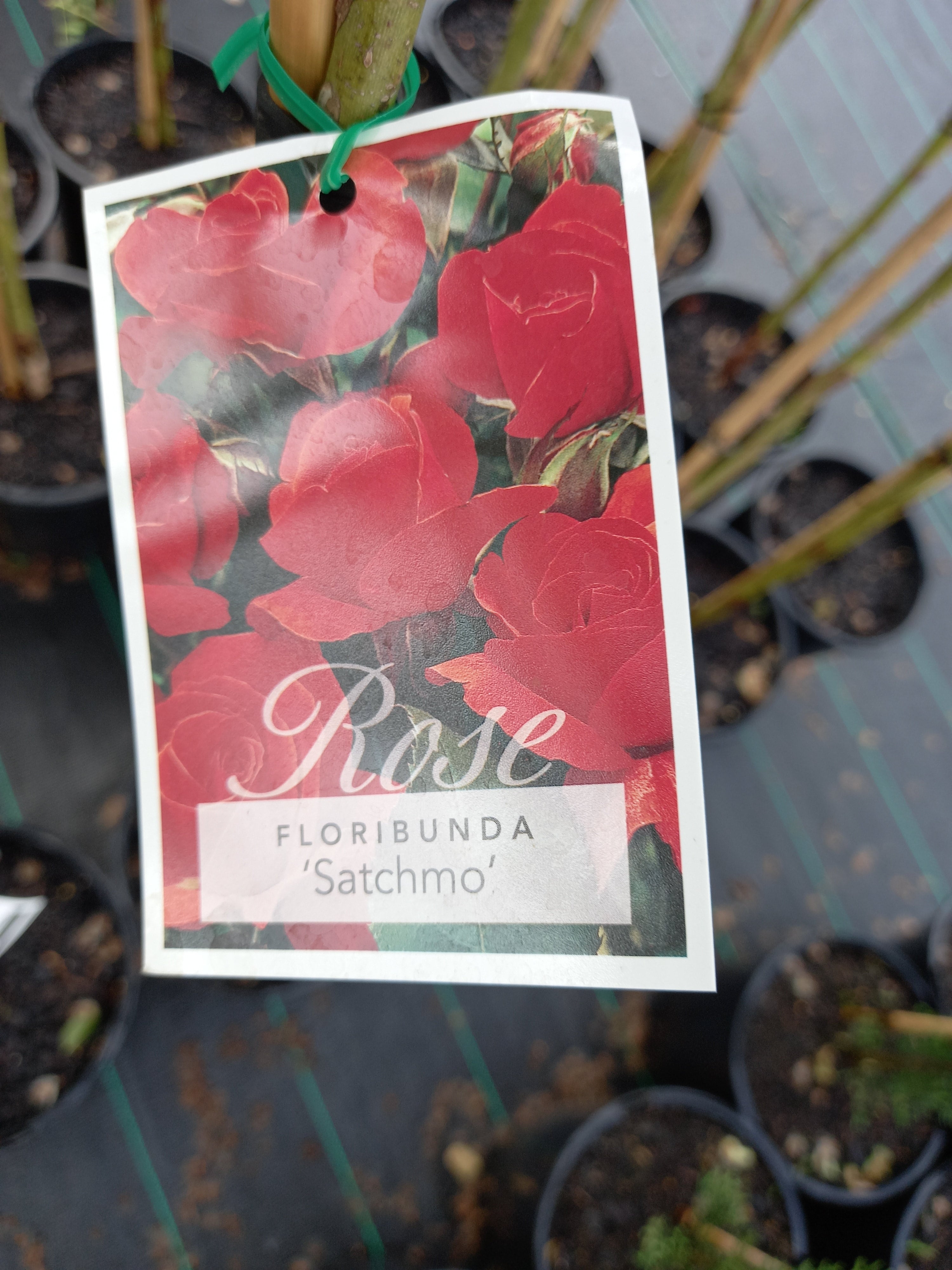 3 Feet standard Rose in 200mm Pot | Canberra Nursery & Garden Centre