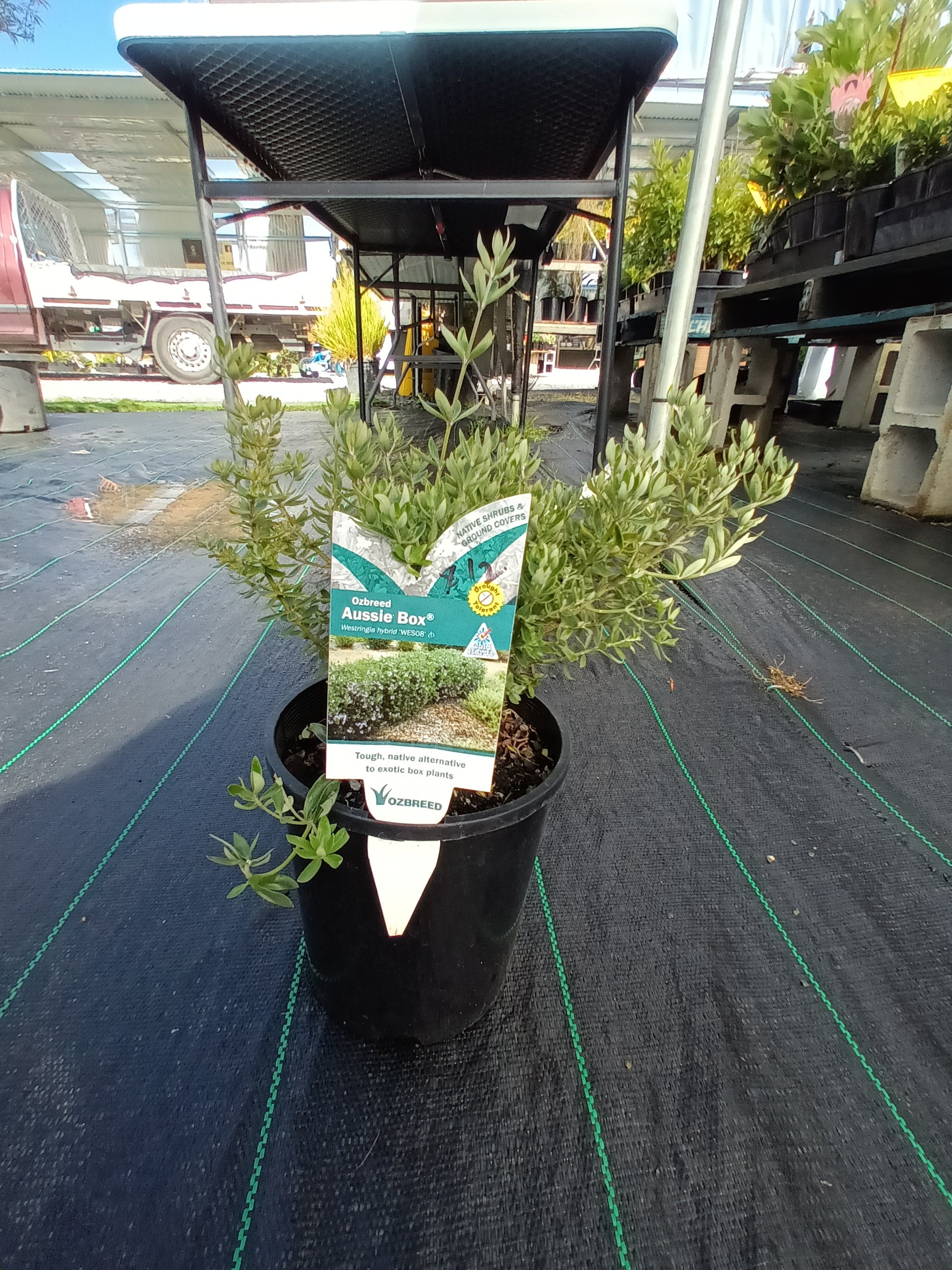 Westringia Aussie Box in 140mm Pot | Canberra Nursery & Garden Centre