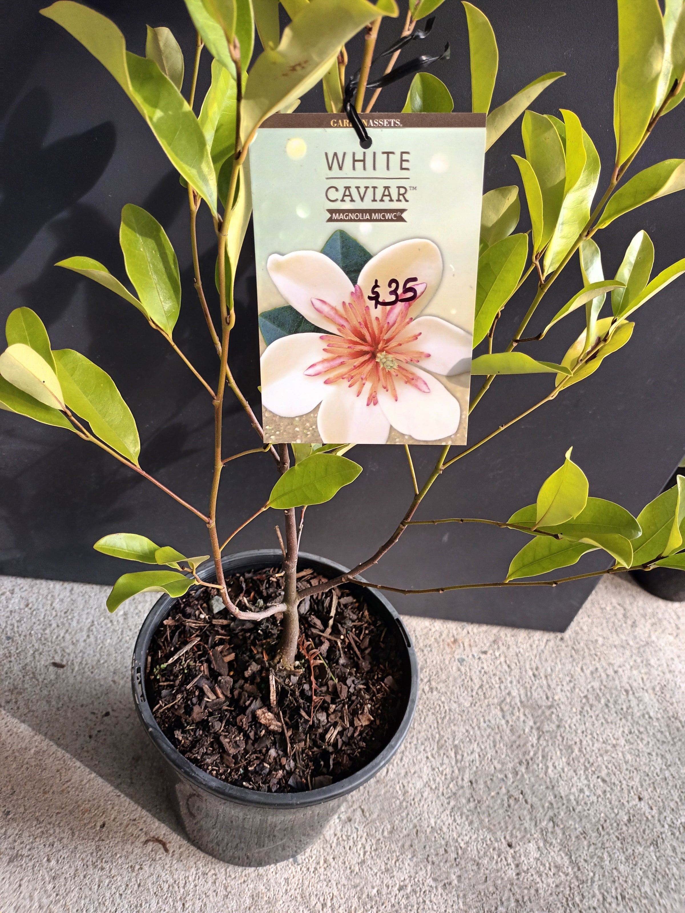 White caviar magnolia | Canberra Nursery & Garden Centre
